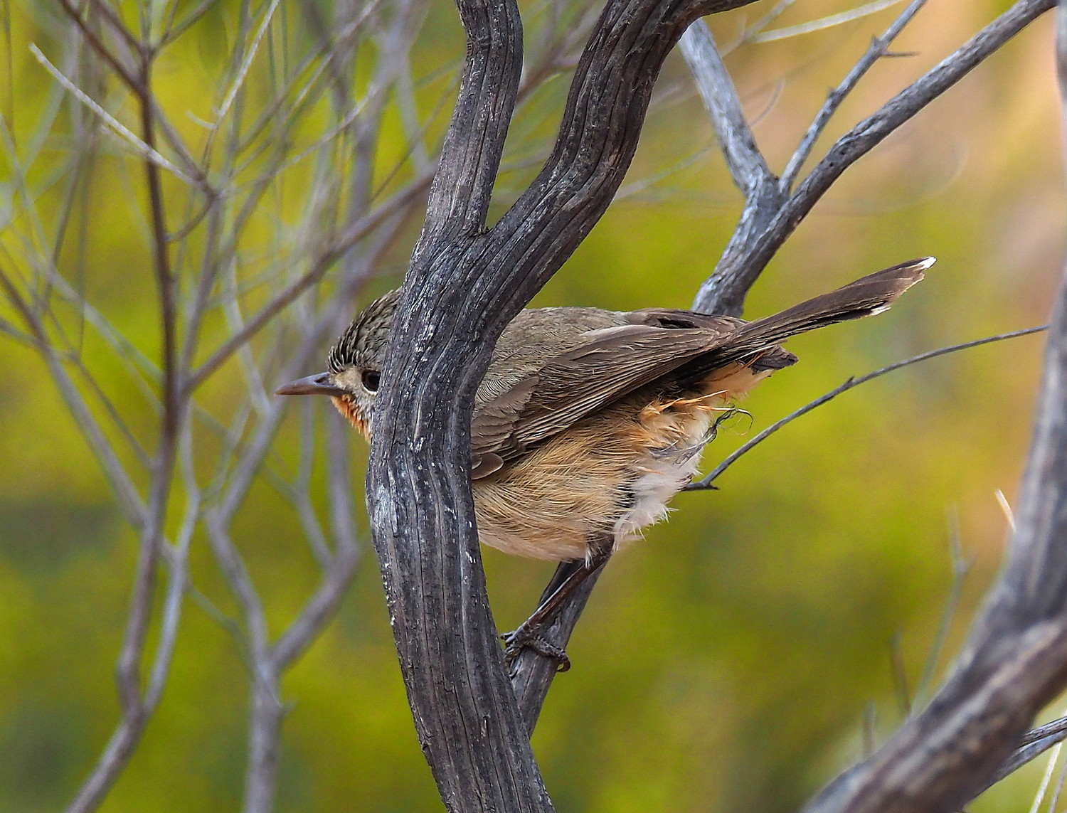 Old Sand Quarry on Mt Gibson Road | Birdingplaces