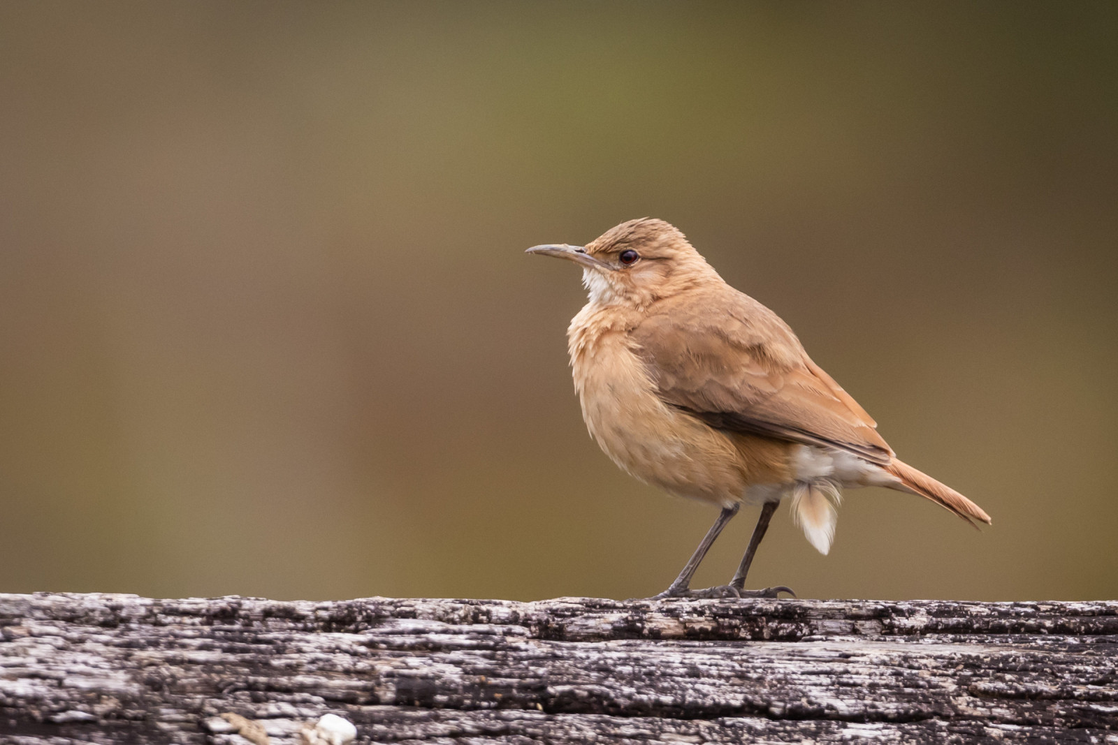 Rufous Hornero (Furnarius rufus) | Birdingplaces