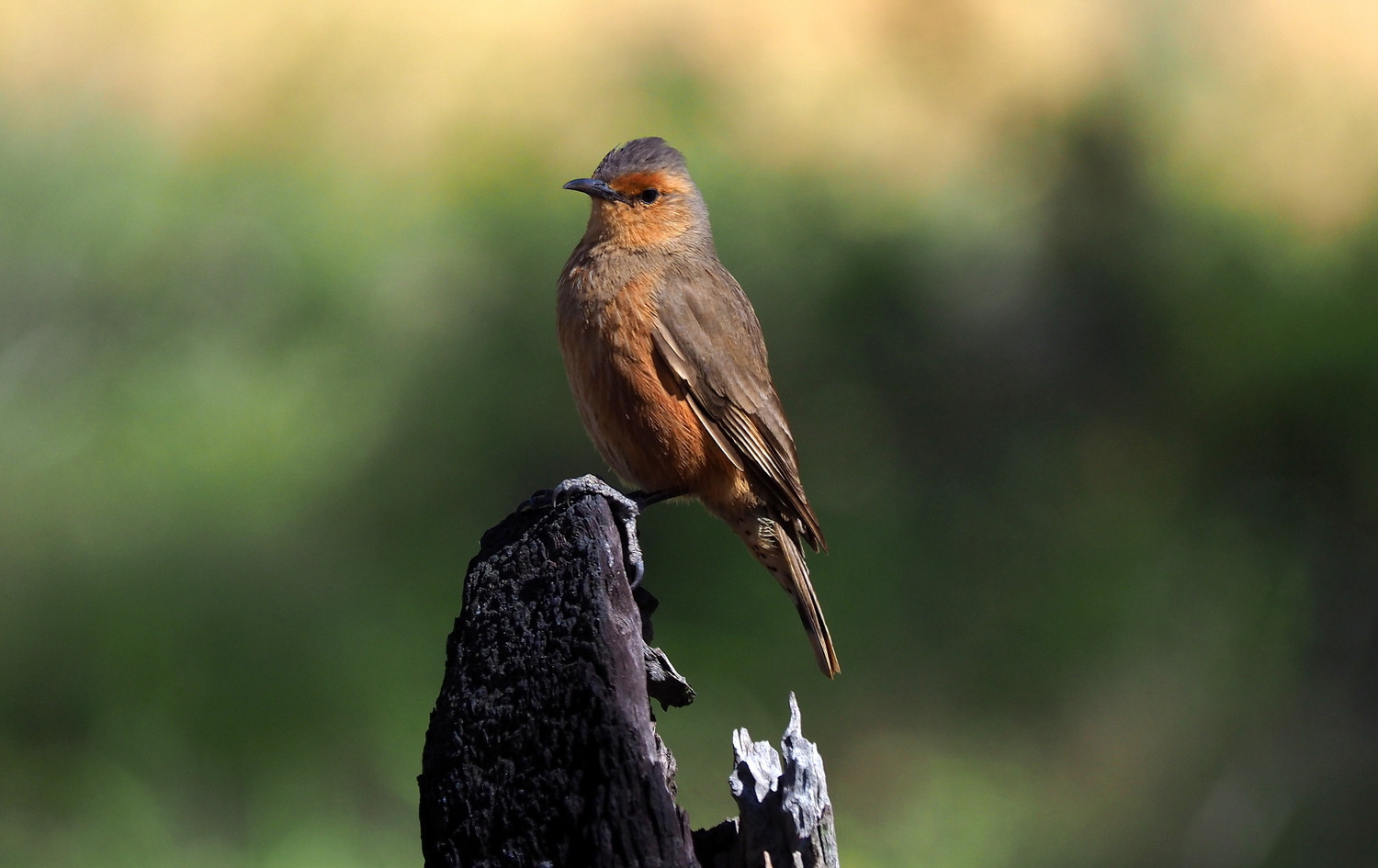 Wambyn Nature Reserve | Birdingplaces
