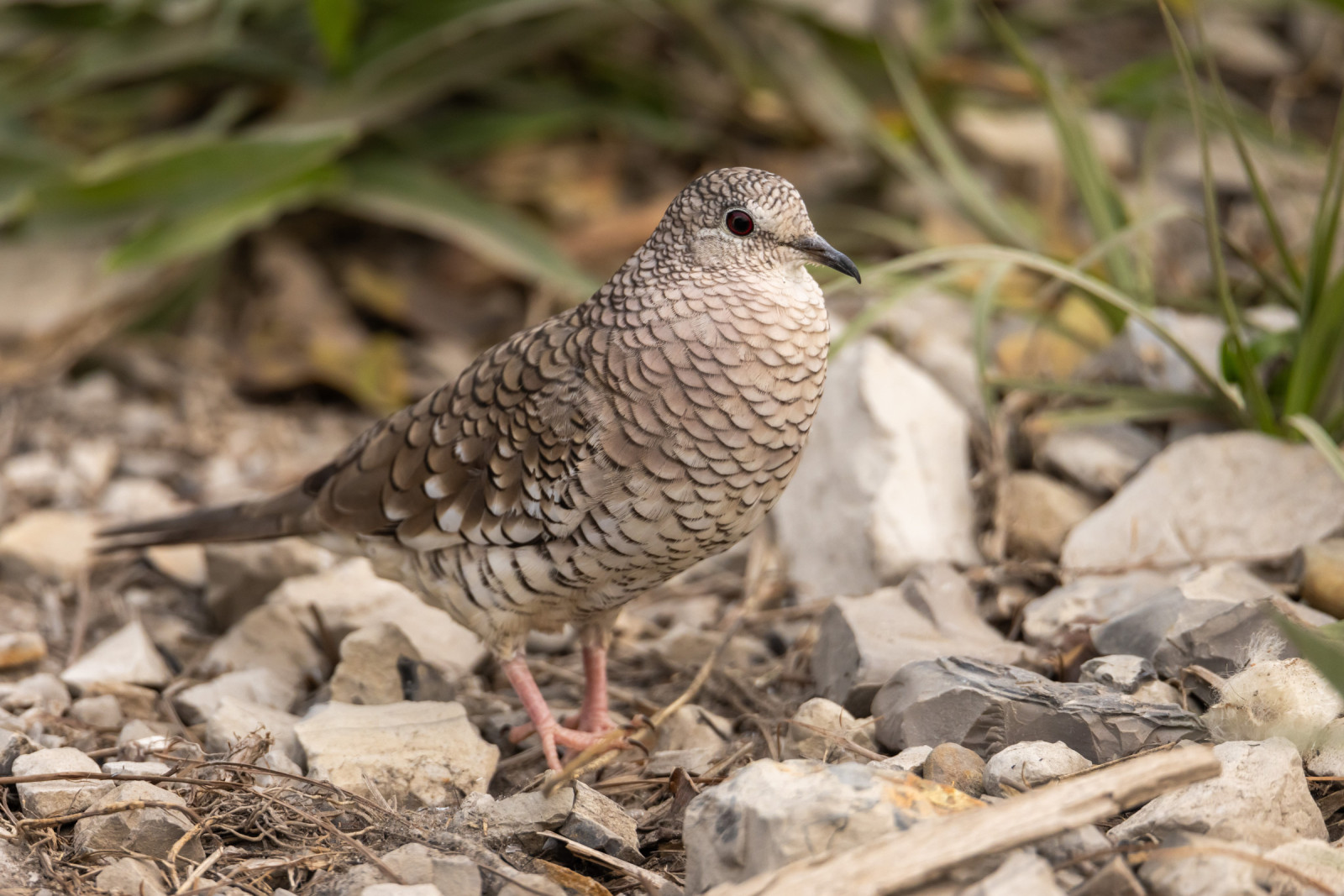 Scaled Dove (Columbina squammata) | Birdingplaces