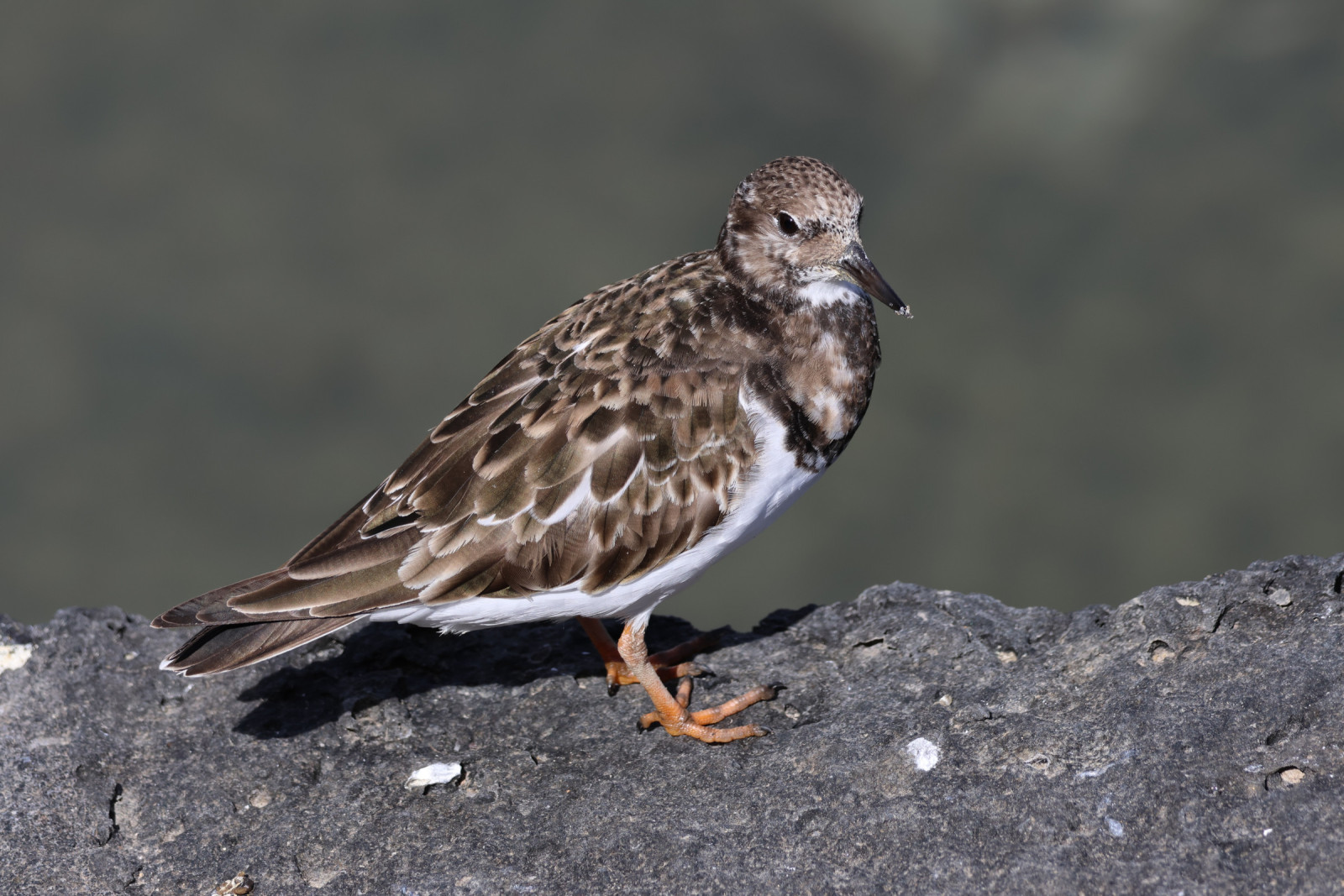 Charco de San Ginés | Birdingplaces