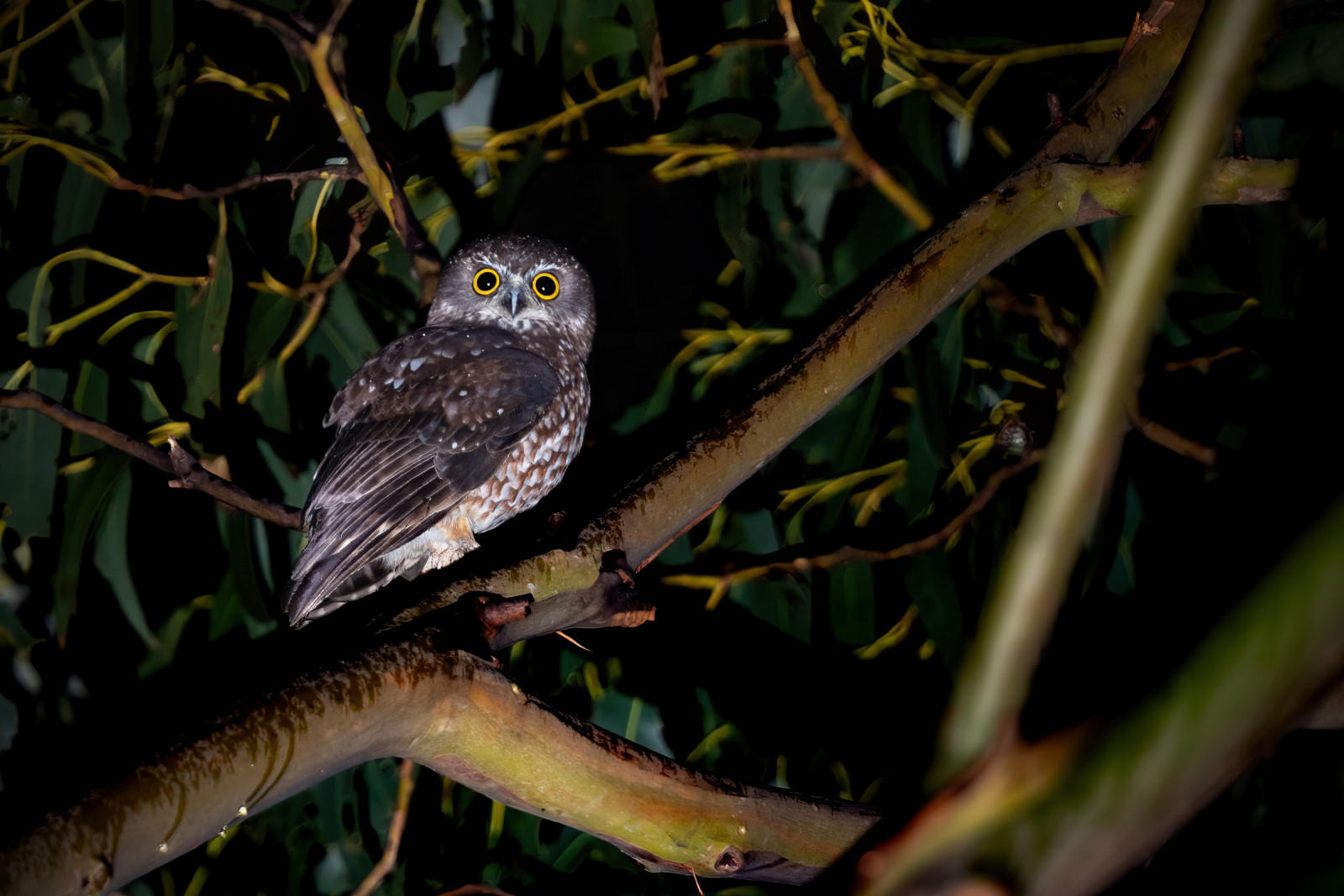 Tasmanian Boobook (Ninox leucopsis) | Birdingplaces