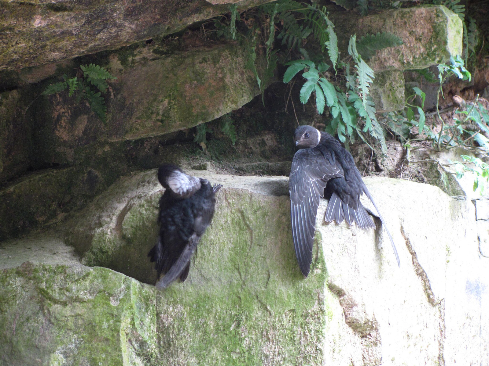 White-collared Swift (Streptoprocne zonaris) | Birdingplaces