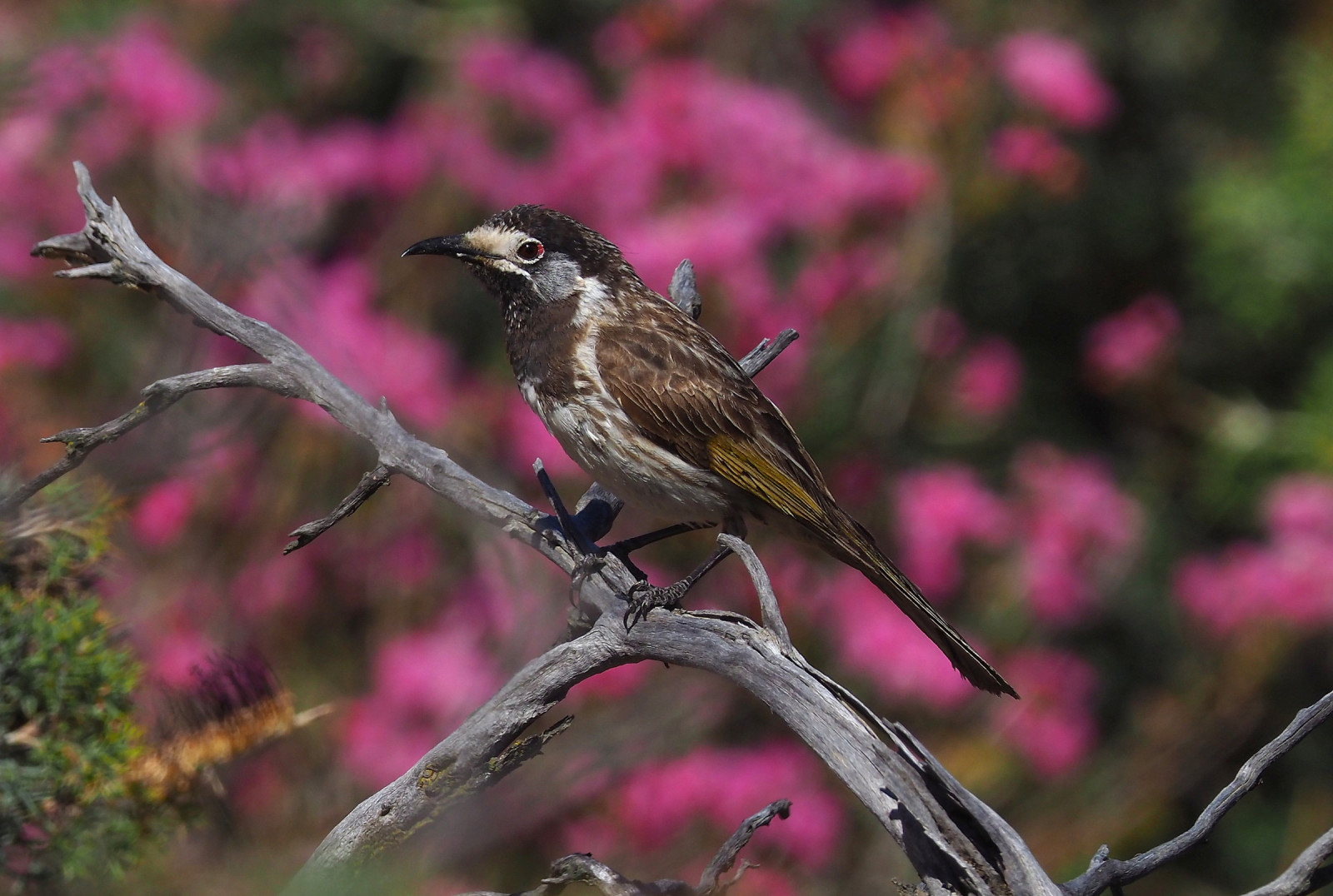 Mount Ive | Birdingplaces