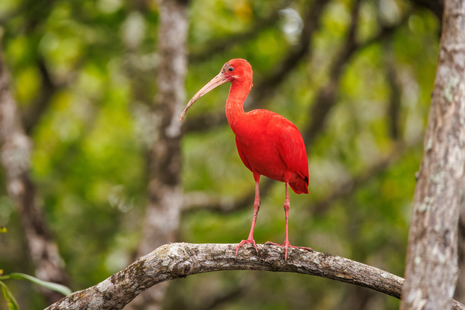 Caroni Swamp | Birdingplaces