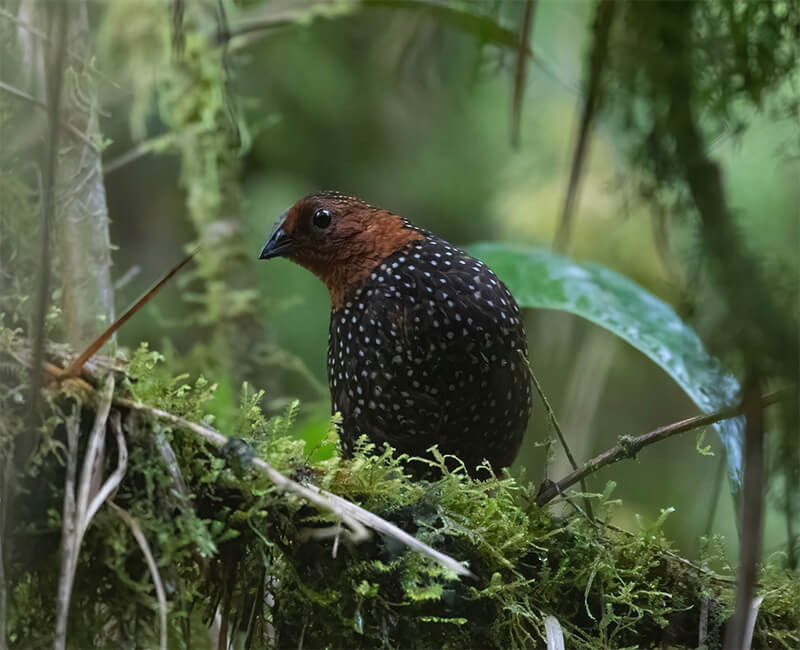 Ocellated Tapaculo (Acropternis orthonyx) | Birdingplaces