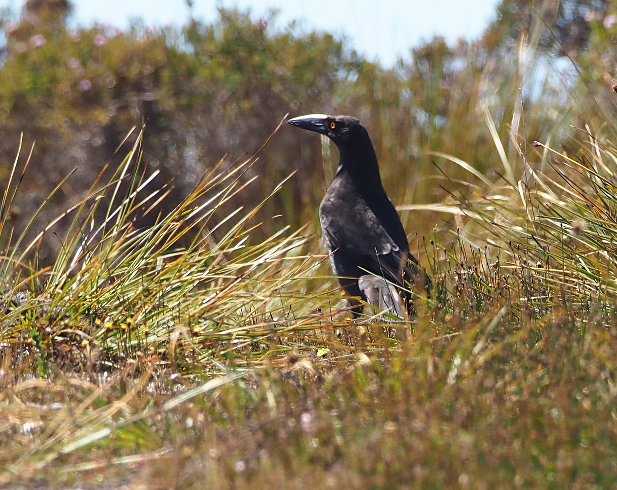 Black Currawong (Strepera fuliginosa) | Birdingplaces