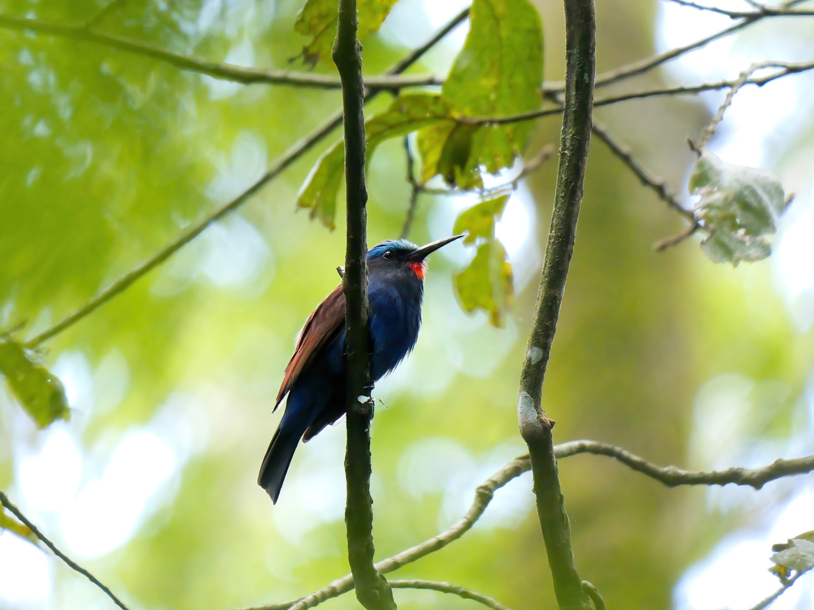 Blue-headed Bee-eater (Merops muelleri) | Birdingplaces