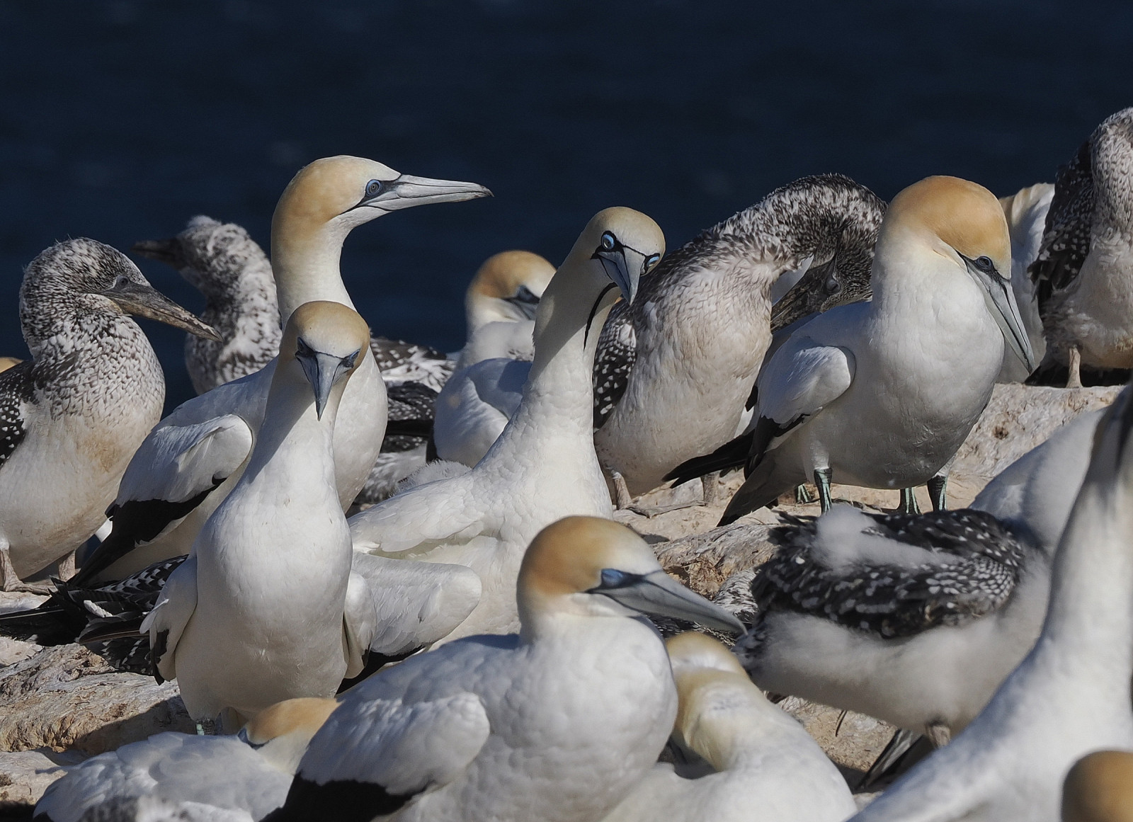 Port Danger Gannet Colony | Birdingplaces