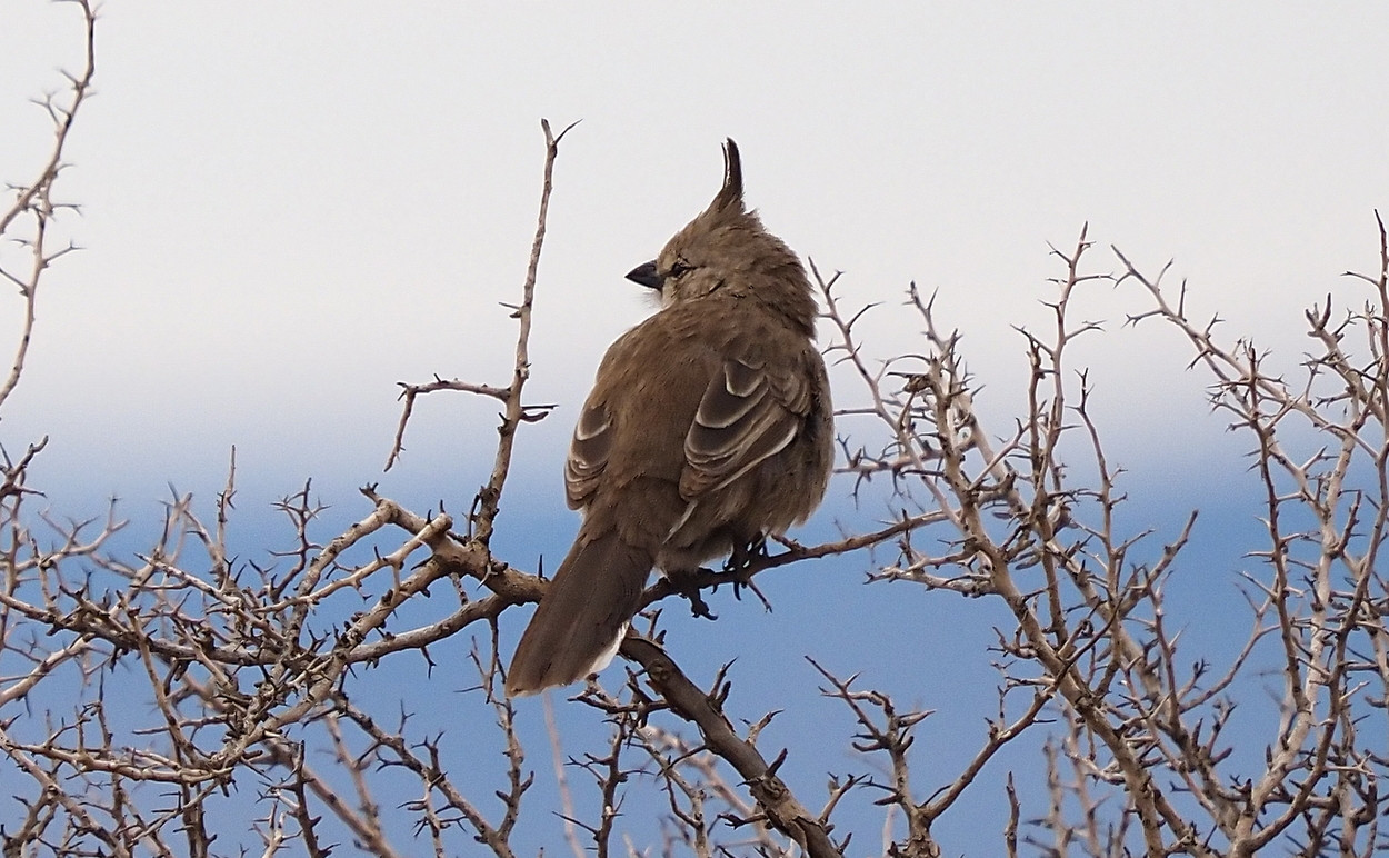 Chirruping Wedgebill (Psophodes cristatus) | Birdingplaces