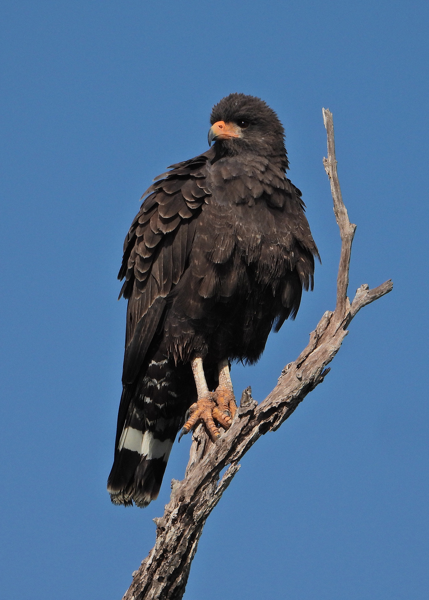 Cuban Black Hawk (Buteogallus gundlachii) | Birdingplaces