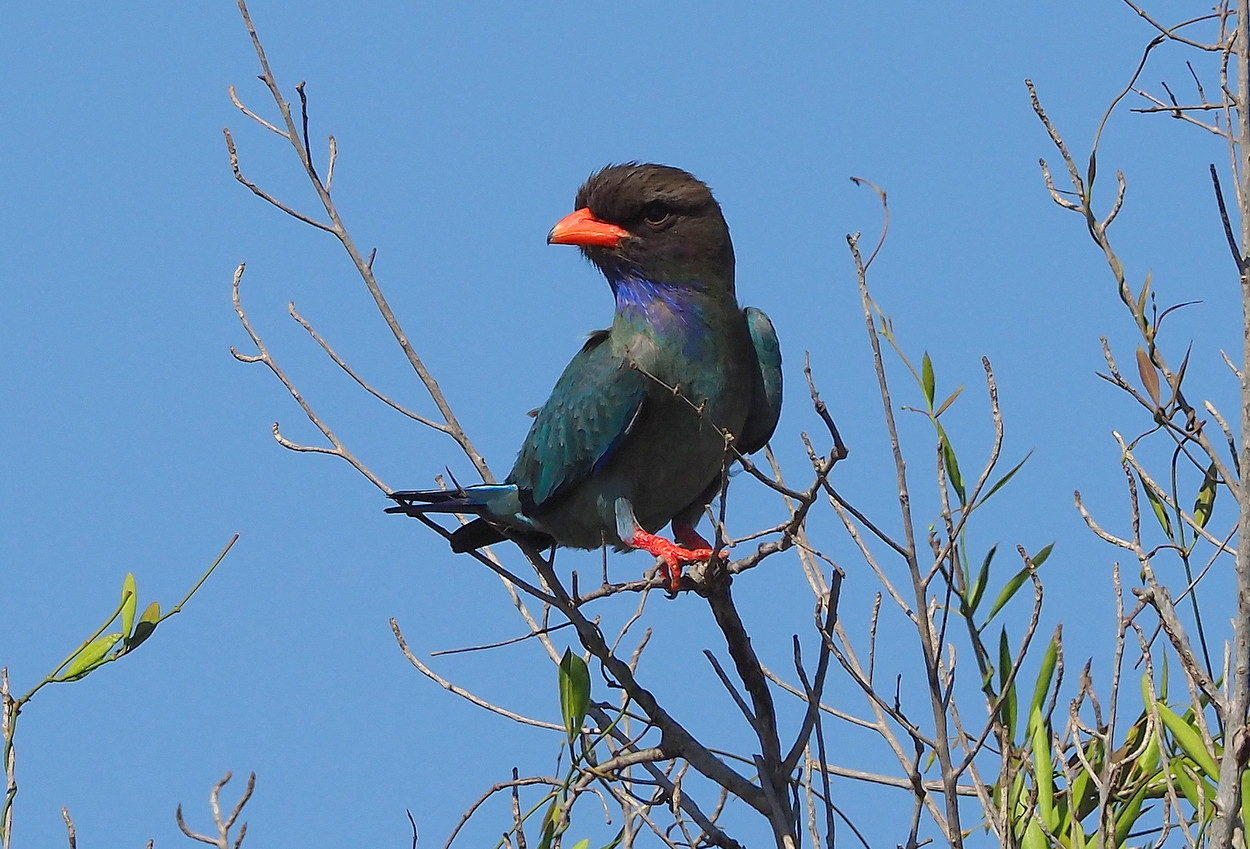 Dollarbird (Eurystomus orientalis) | Birdingplaces