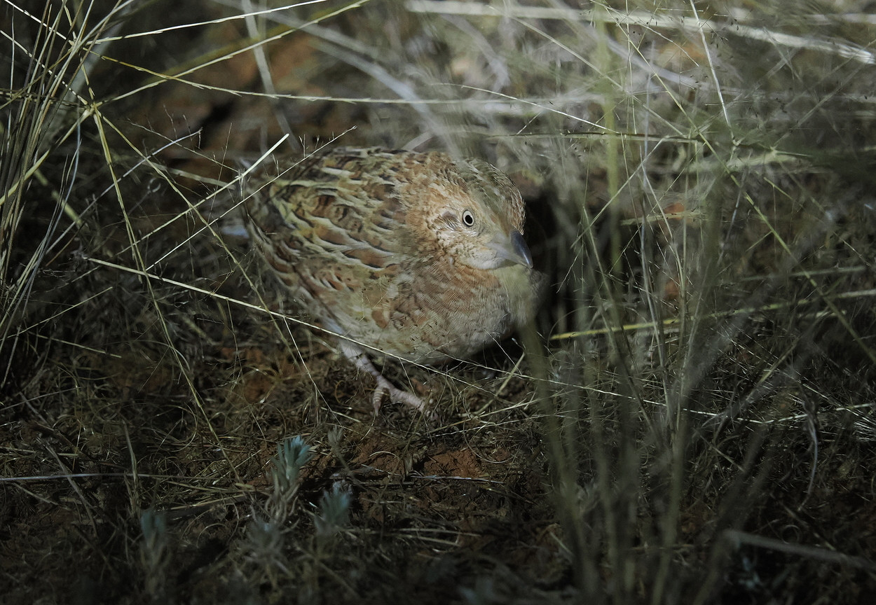 Little Buttonquail (Turnix velox) | Birdingplaces