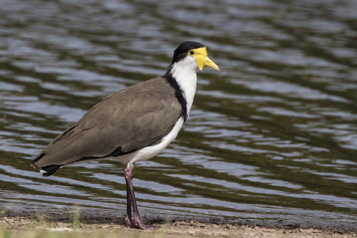 Masked Lapwing (Black-shouldered) (Vanellus miles novaehollandiae ...