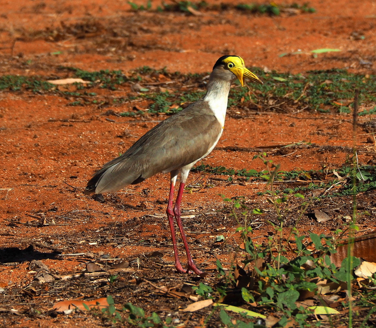 Masked Lapwing (Vanellus miles) | Birdingplaces