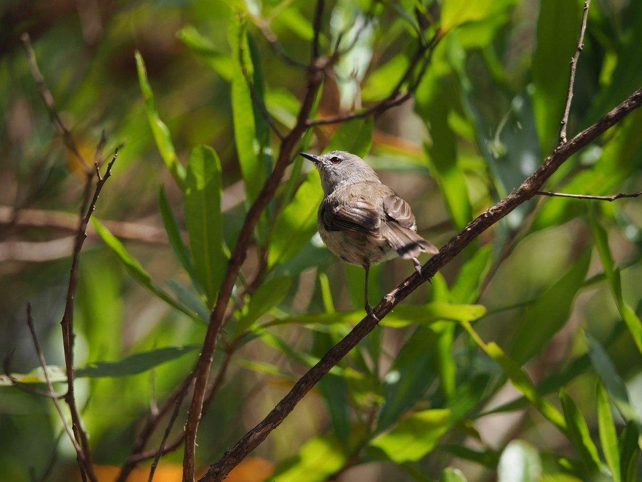 Norfolk Island Gerygone (Gerygone modesta) | Birdingplaces