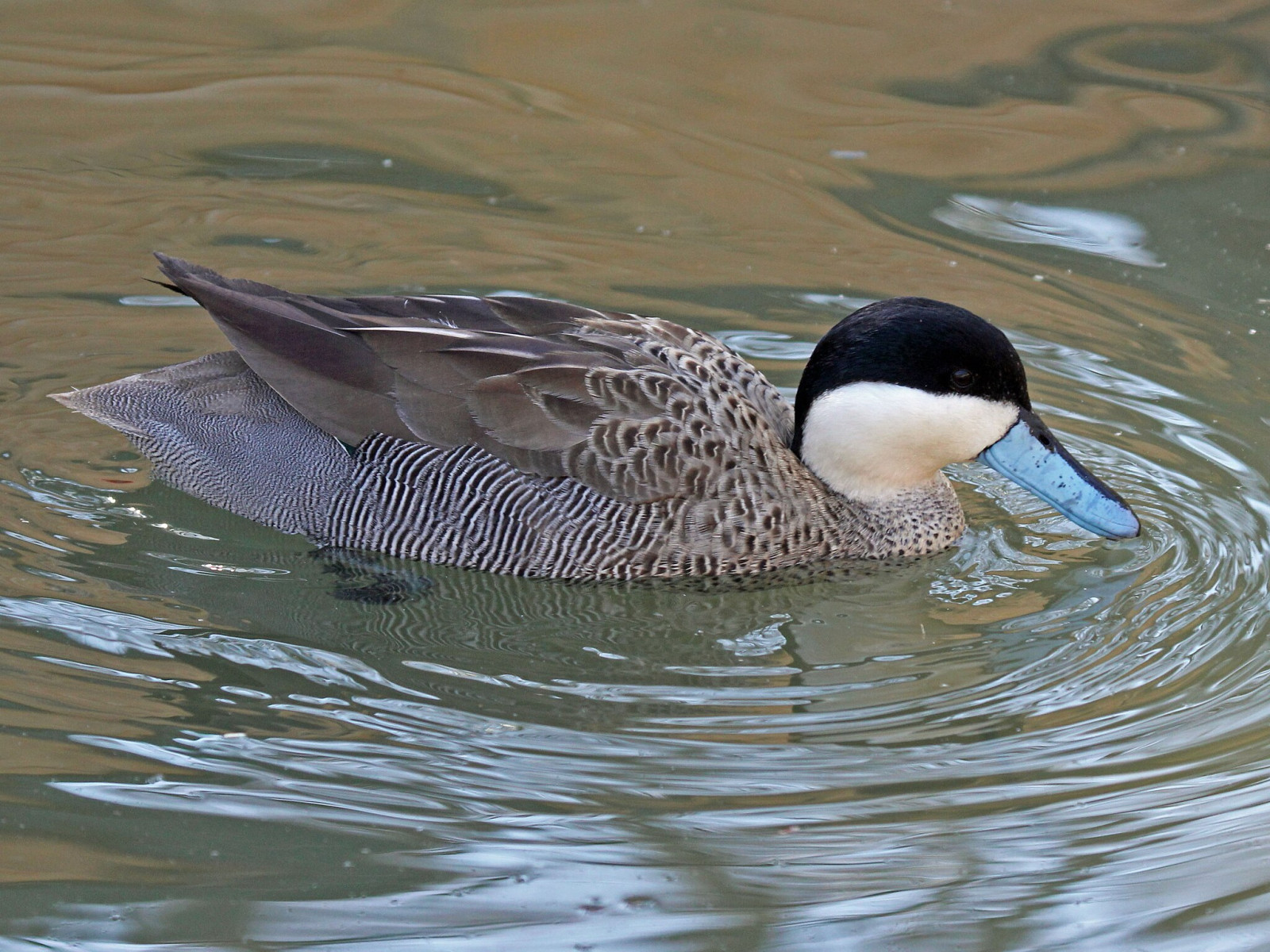 Puna Teal (Spatula puna) | Birdingplaces