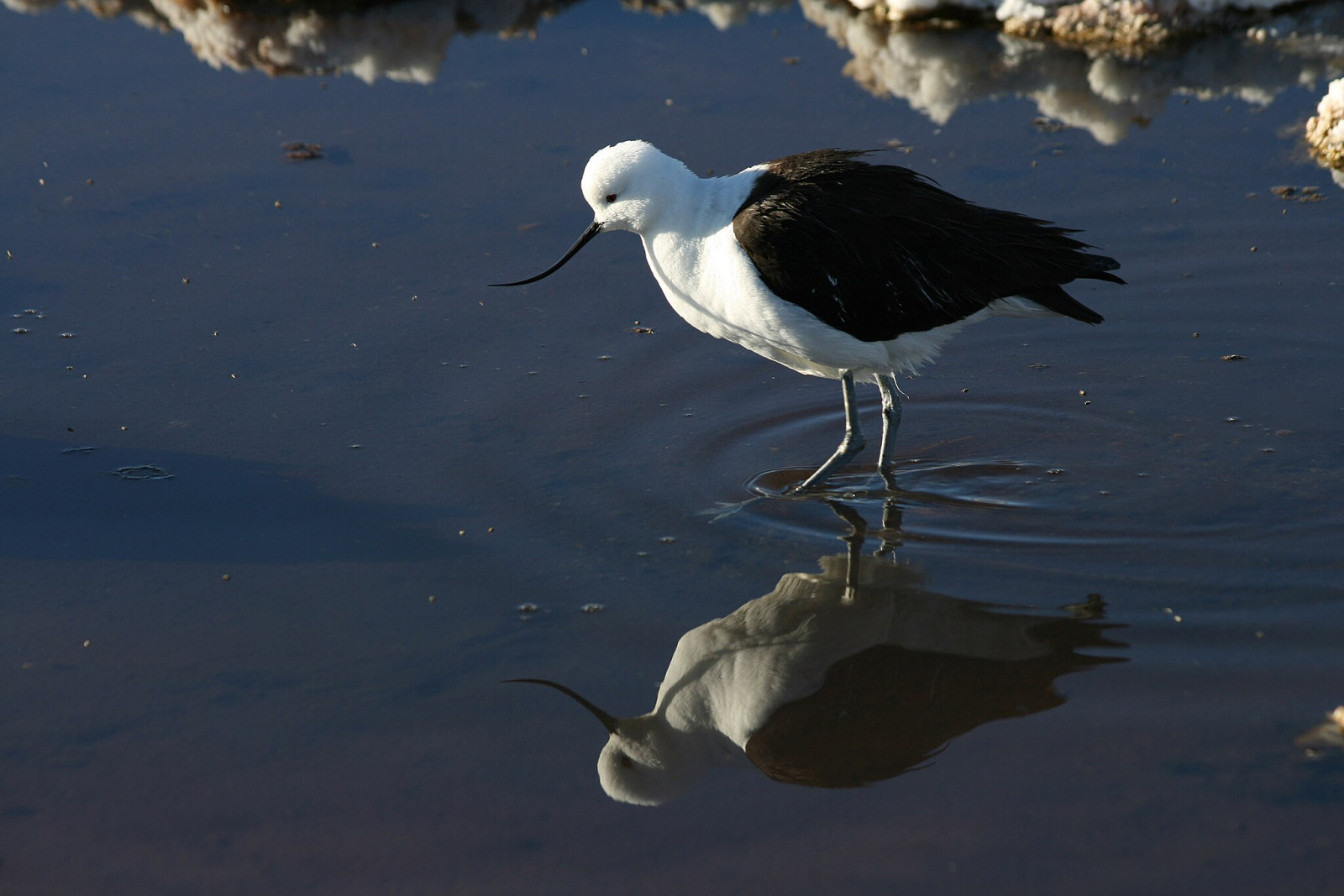Andean Avocet (Recurvirostra andina) | Birdingplaces