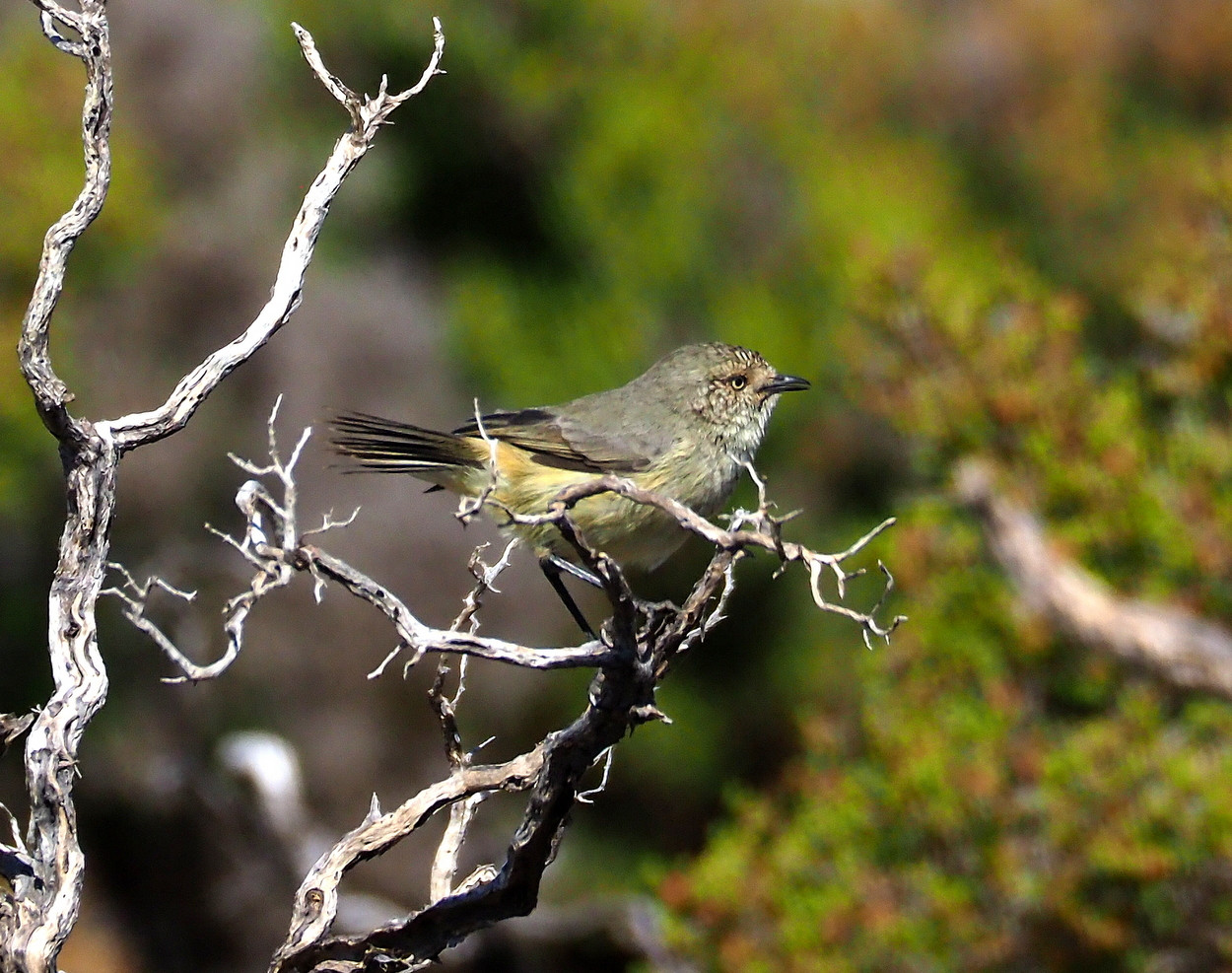 Slender-billed Thornbill (Acanthiza iredalei) | Birdingplaces