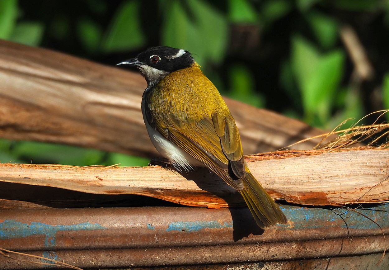 Purga Nature Reserve | Birdingplaces
