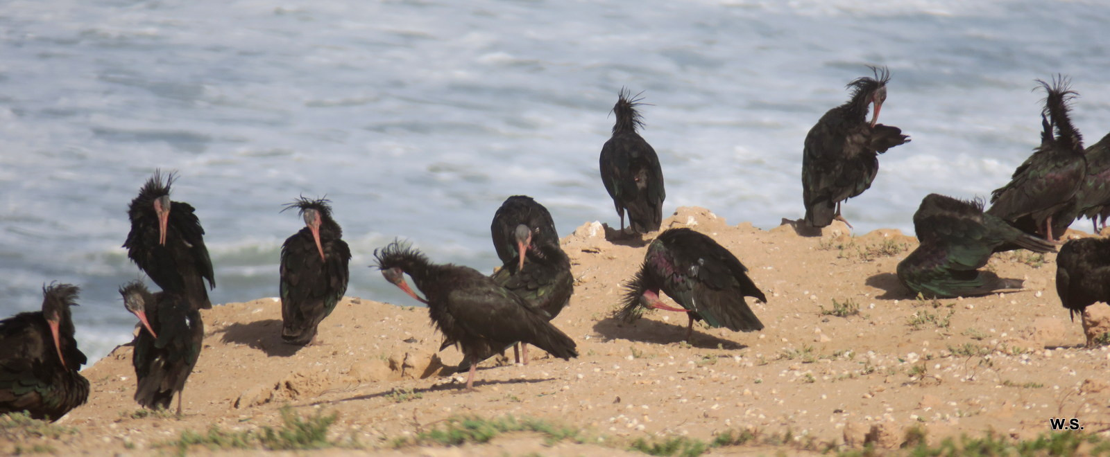 Tifnit | Birdingplaces