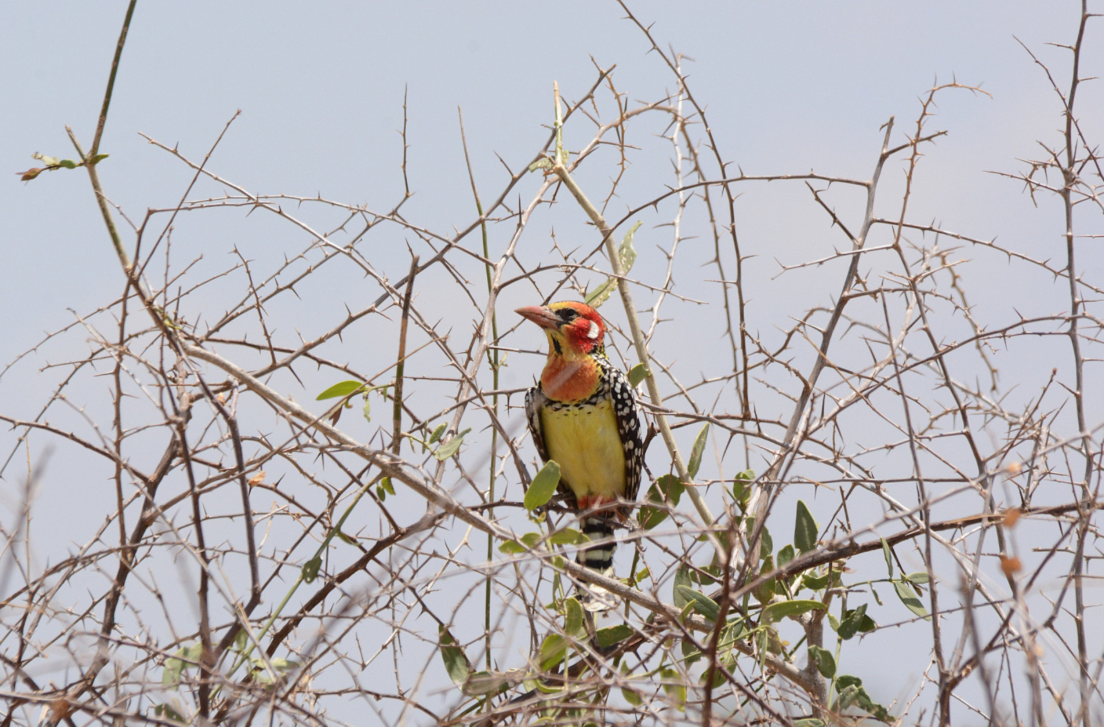 Sabache Camp - Mount Ololokwe | Birdingplaces