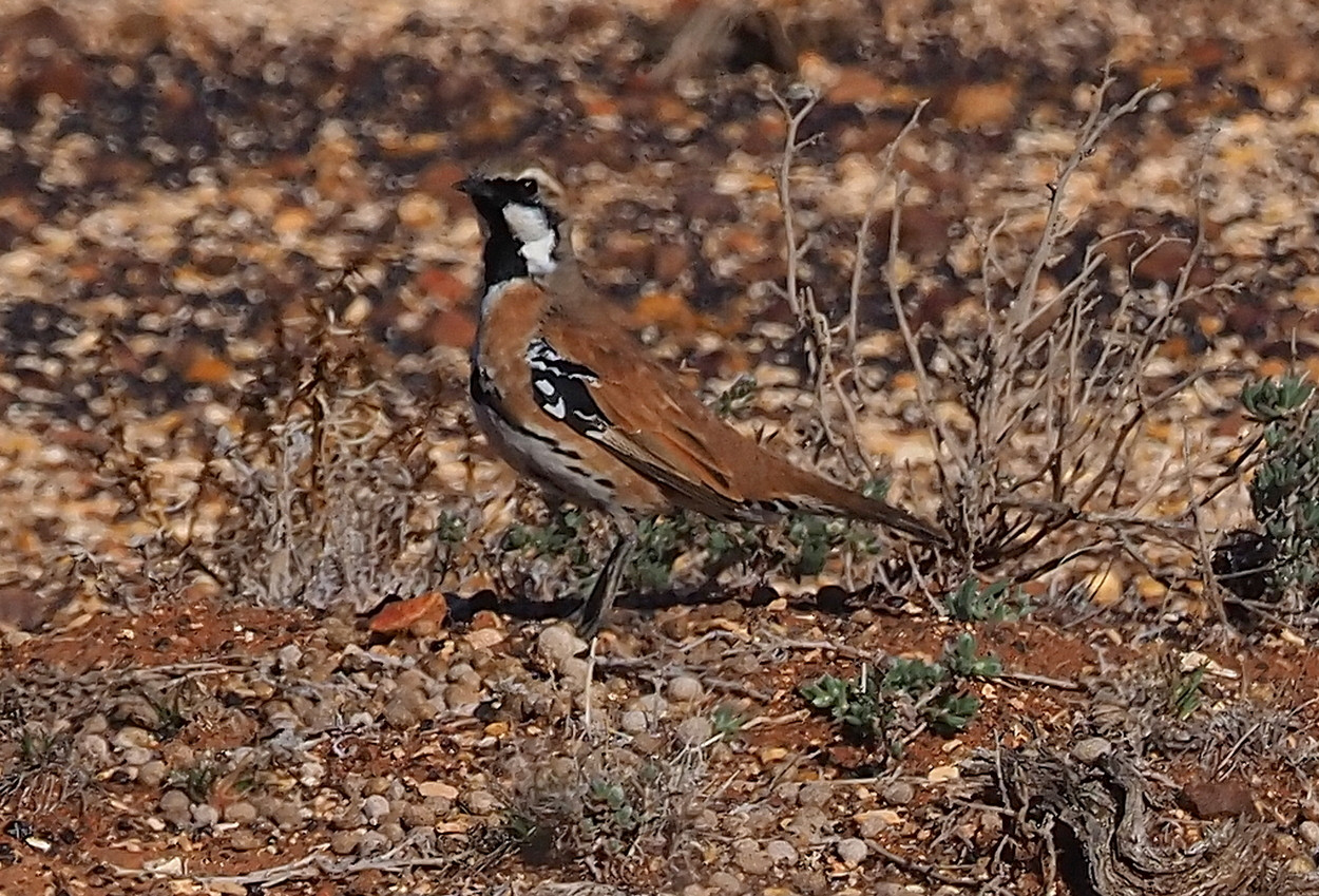 Cinnamon Quail-thrush (Cinclosoma cinnamomeum) | Birdingplaces