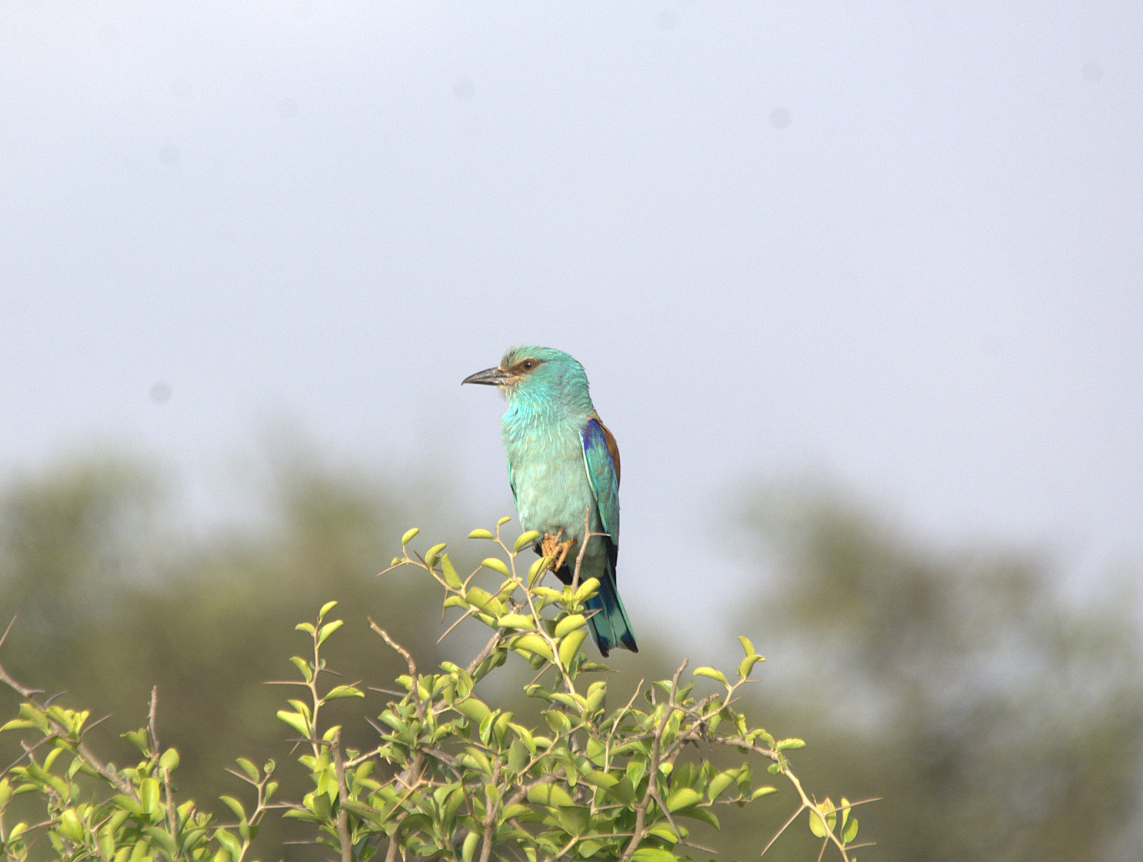 Sabache Camp - Mount Ololokwe | Birdingplaces