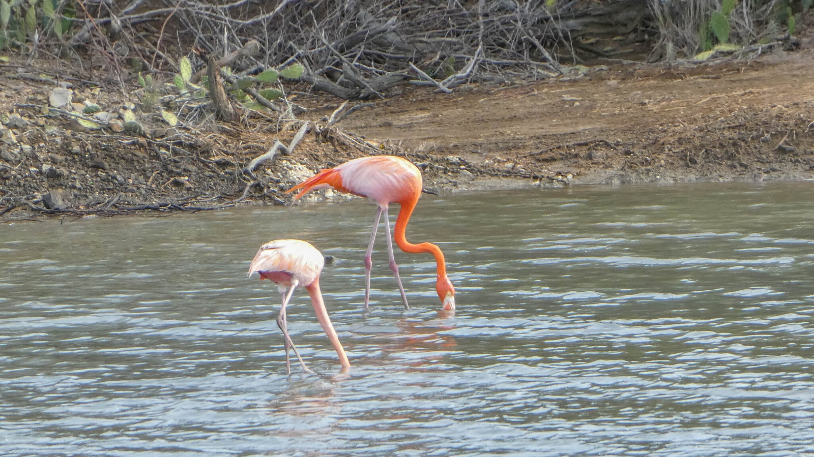 Salina Jan Kok | Birdingplaces