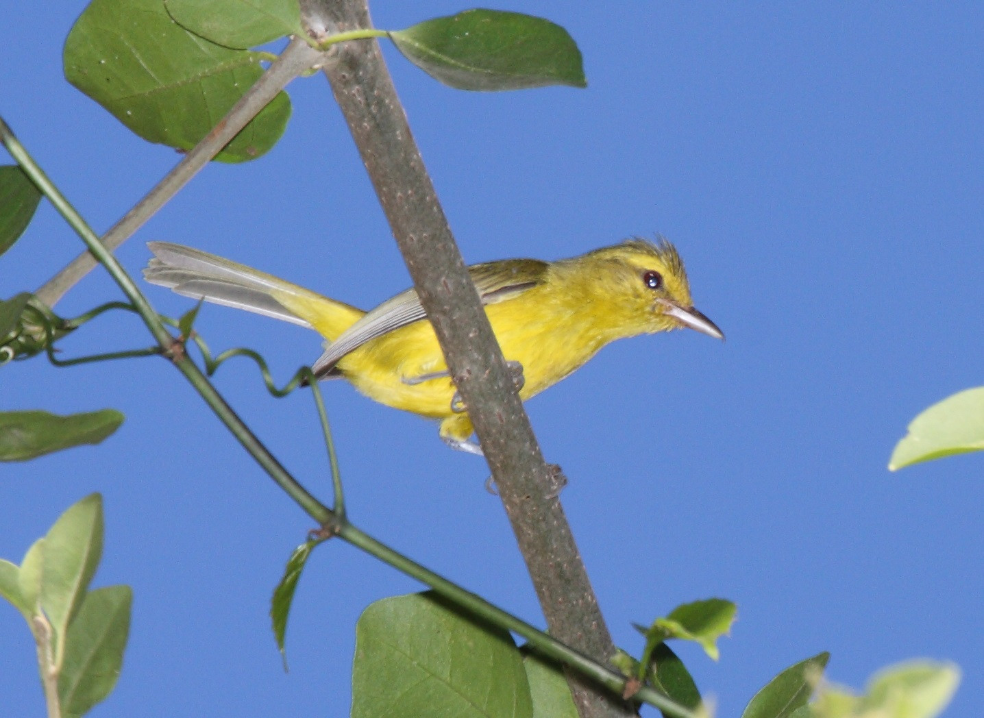 Golden Vireo (Vireo hypochryseus) | Birdingplaces