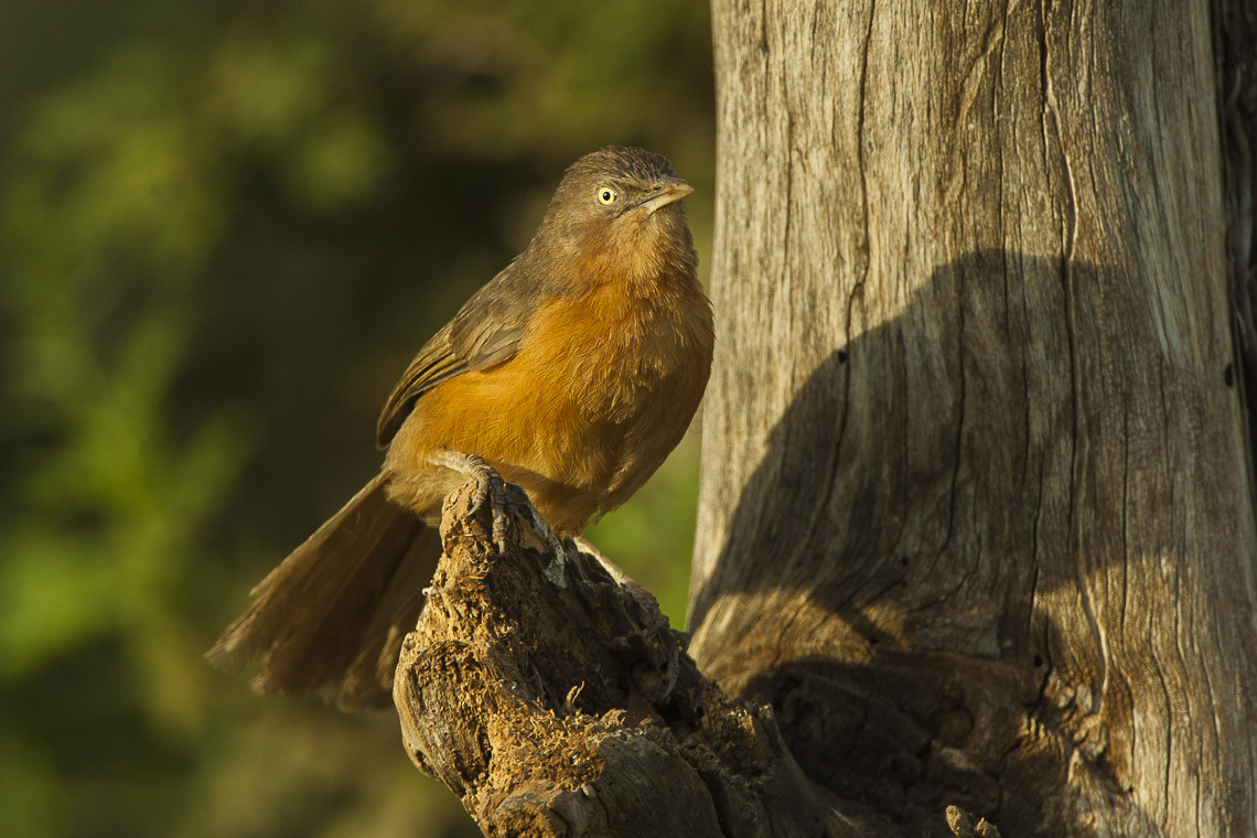 Rufous Chatterer (Argya rubiginosa) | Birdingplaces