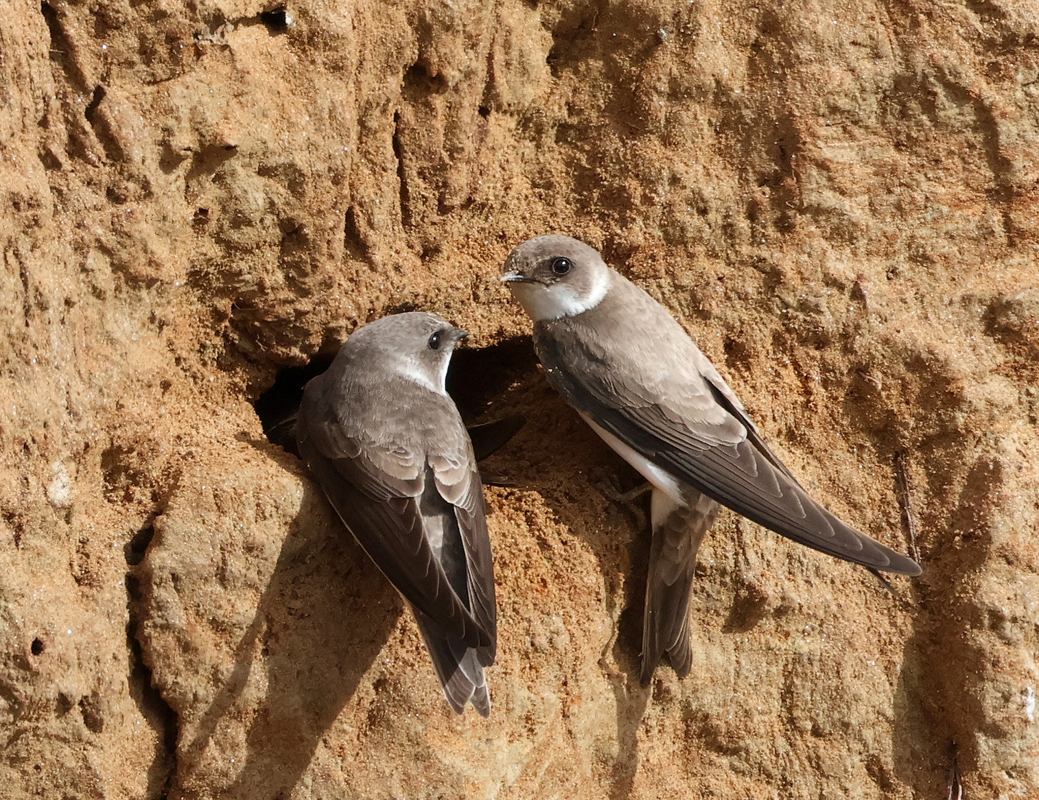 Jammerdaalse Heide | Birdingplaces