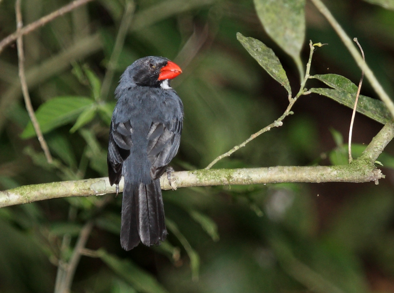 Slate-colored Grosbeak (Saltator grossus) | Birdingplaces