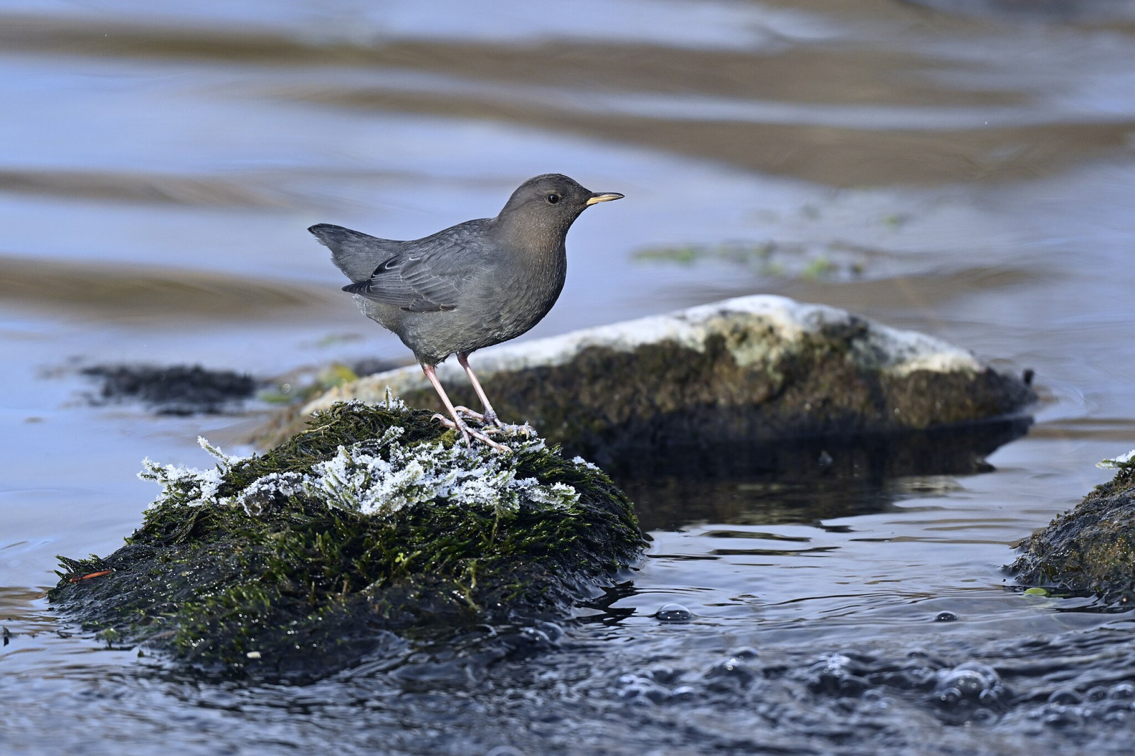 American Dipper (Cinclus mexicanus) | Birdingplaces