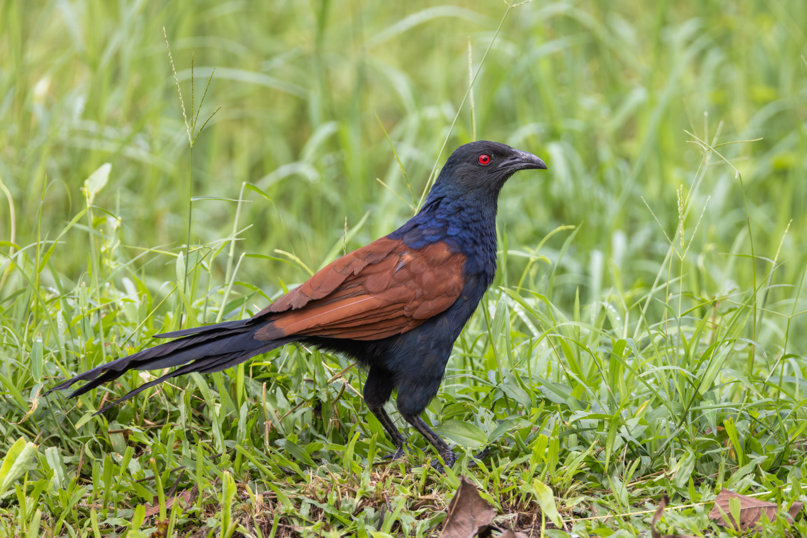 Greater Coucal (Centropus sinensis) | Birdingplaces