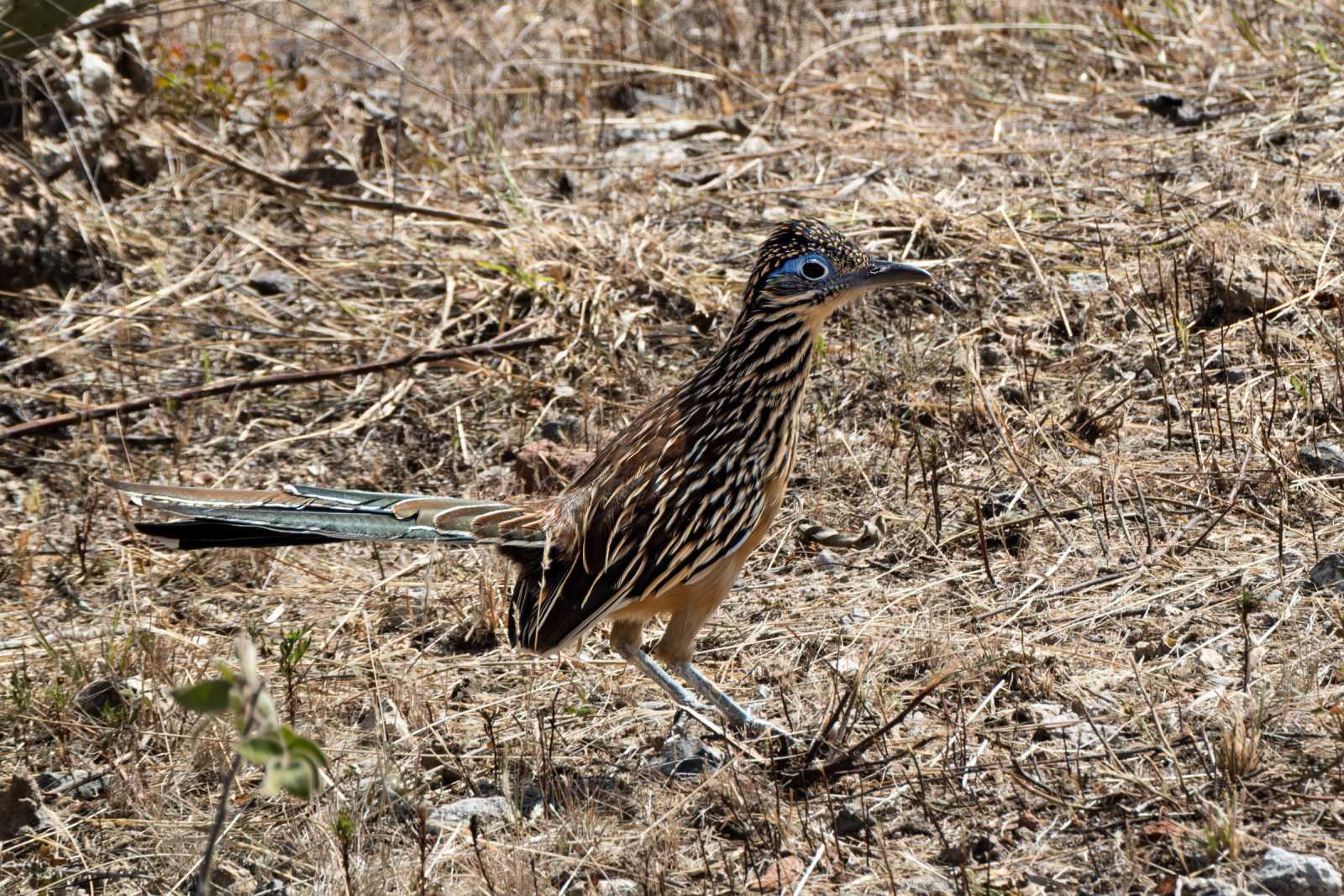 Lesser Roadrunner (Geococcyx velox) | Birdingplaces