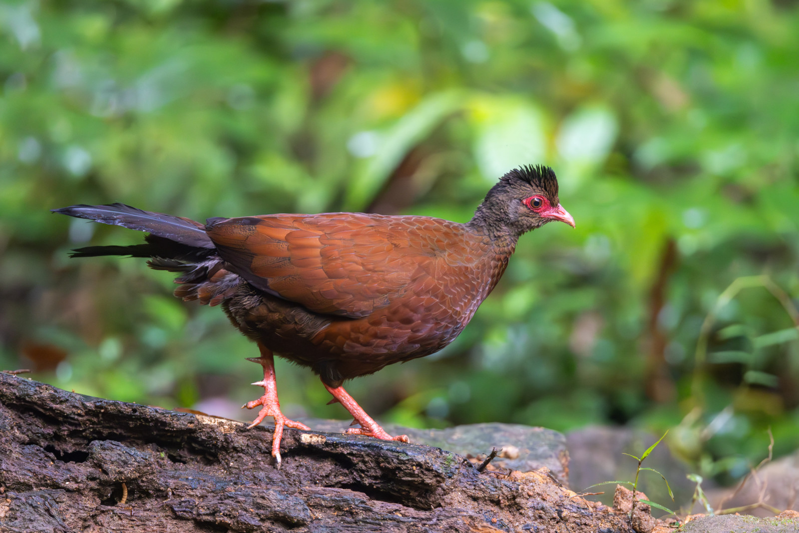Red Spurfowl (Galloperdix spadicea) | Birdingplaces