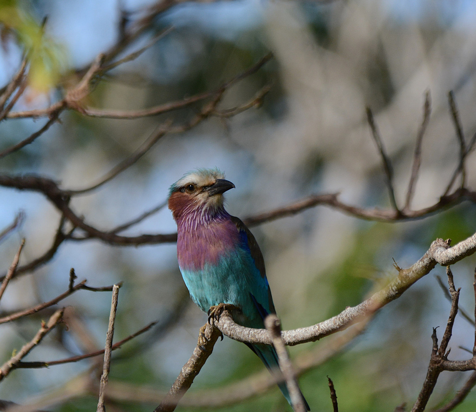 Msambweni Beach | Birdingplaces