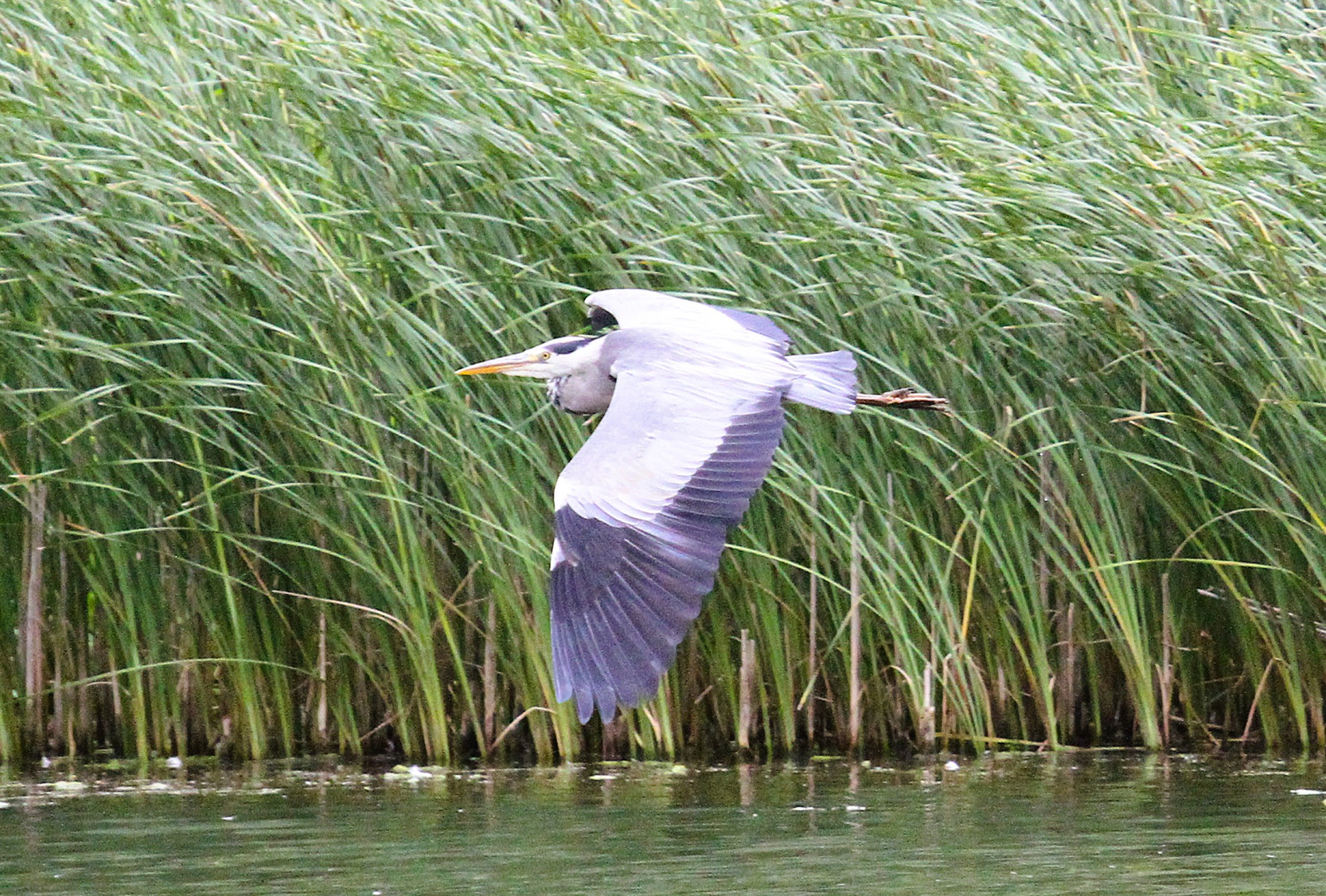 Warnham Nature Reserve | Birdingplaces