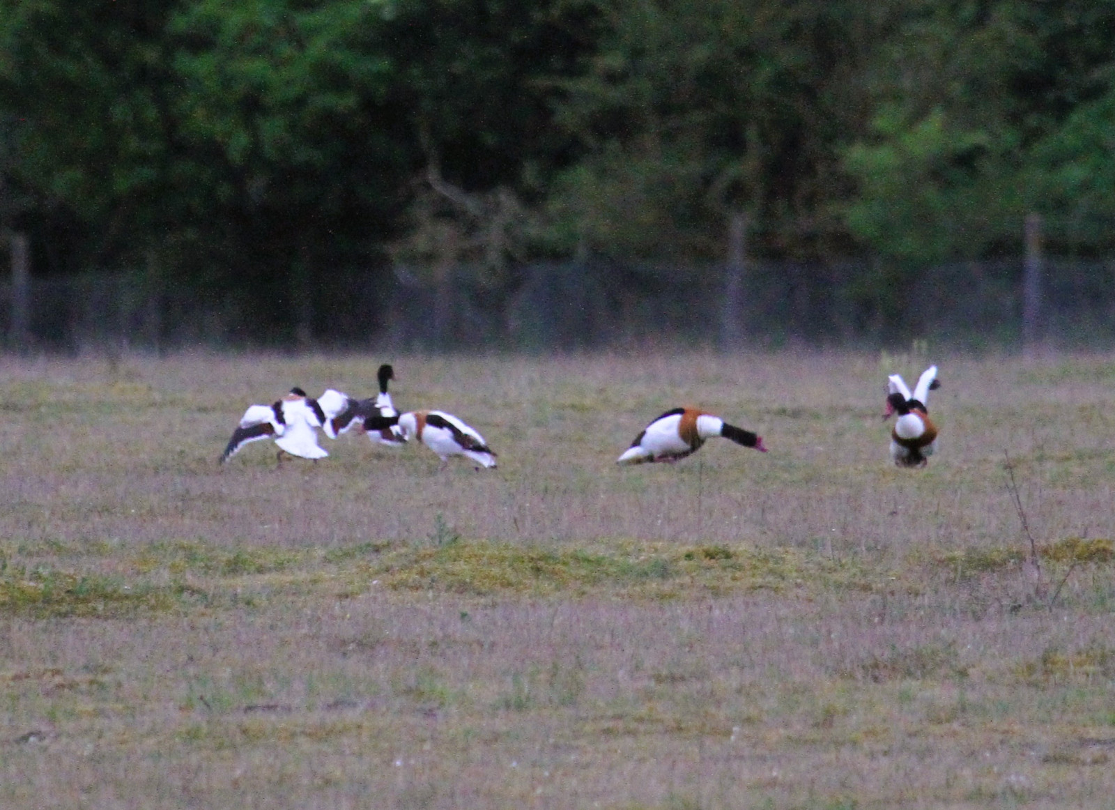 Weeting Heath NNR | Birdingplaces