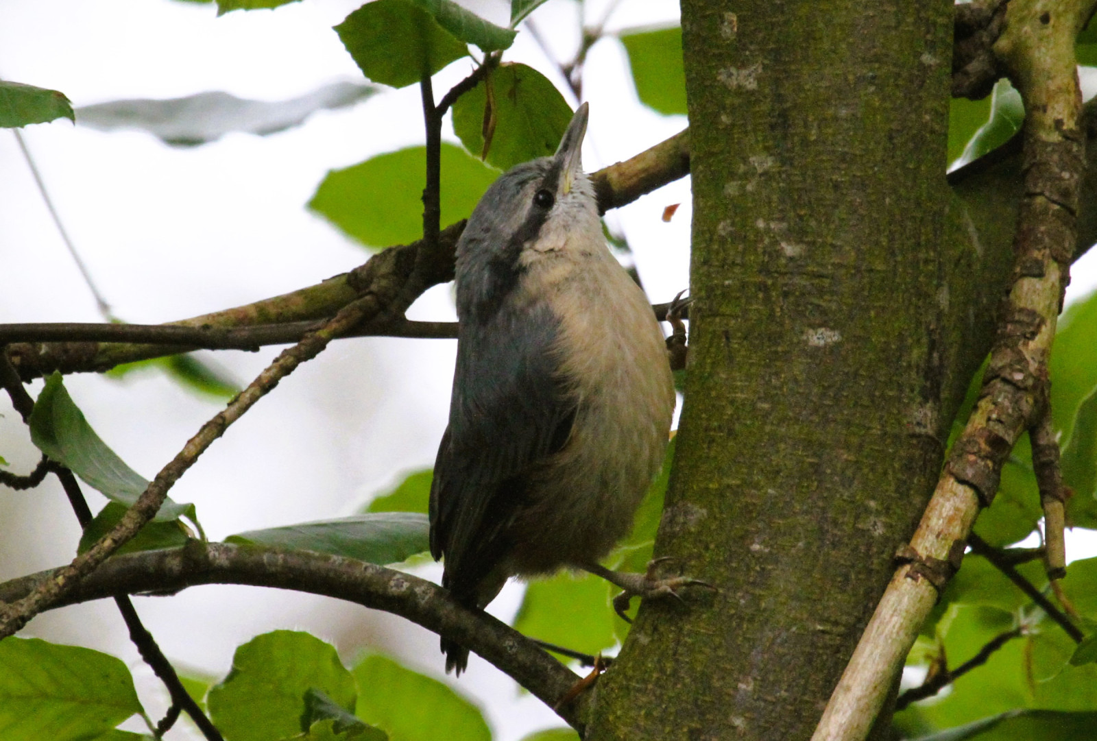 Weeting Heath NNR | Birdingplaces