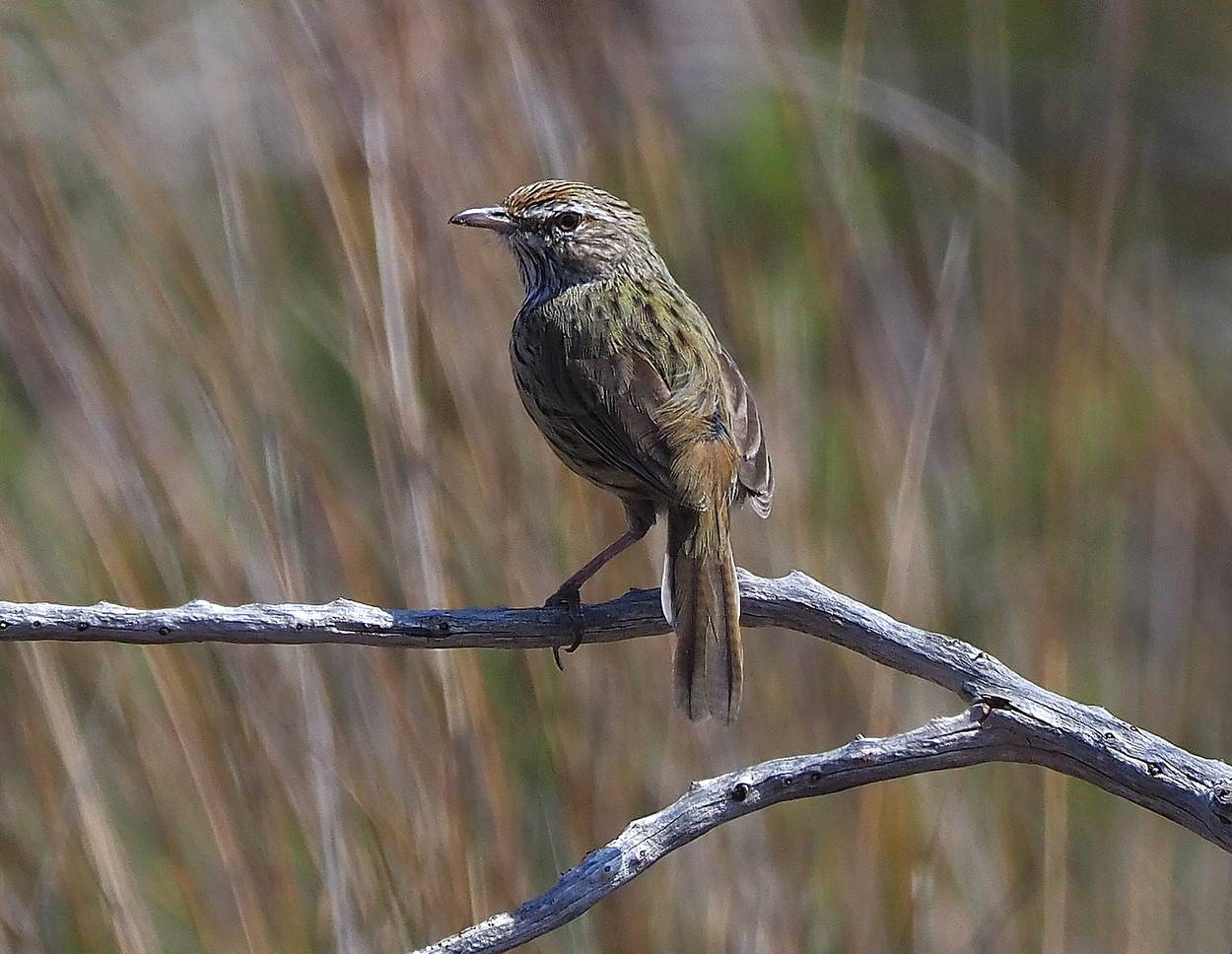 Western Fieldwren (Calamanthus montanellus) | Birdingplaces