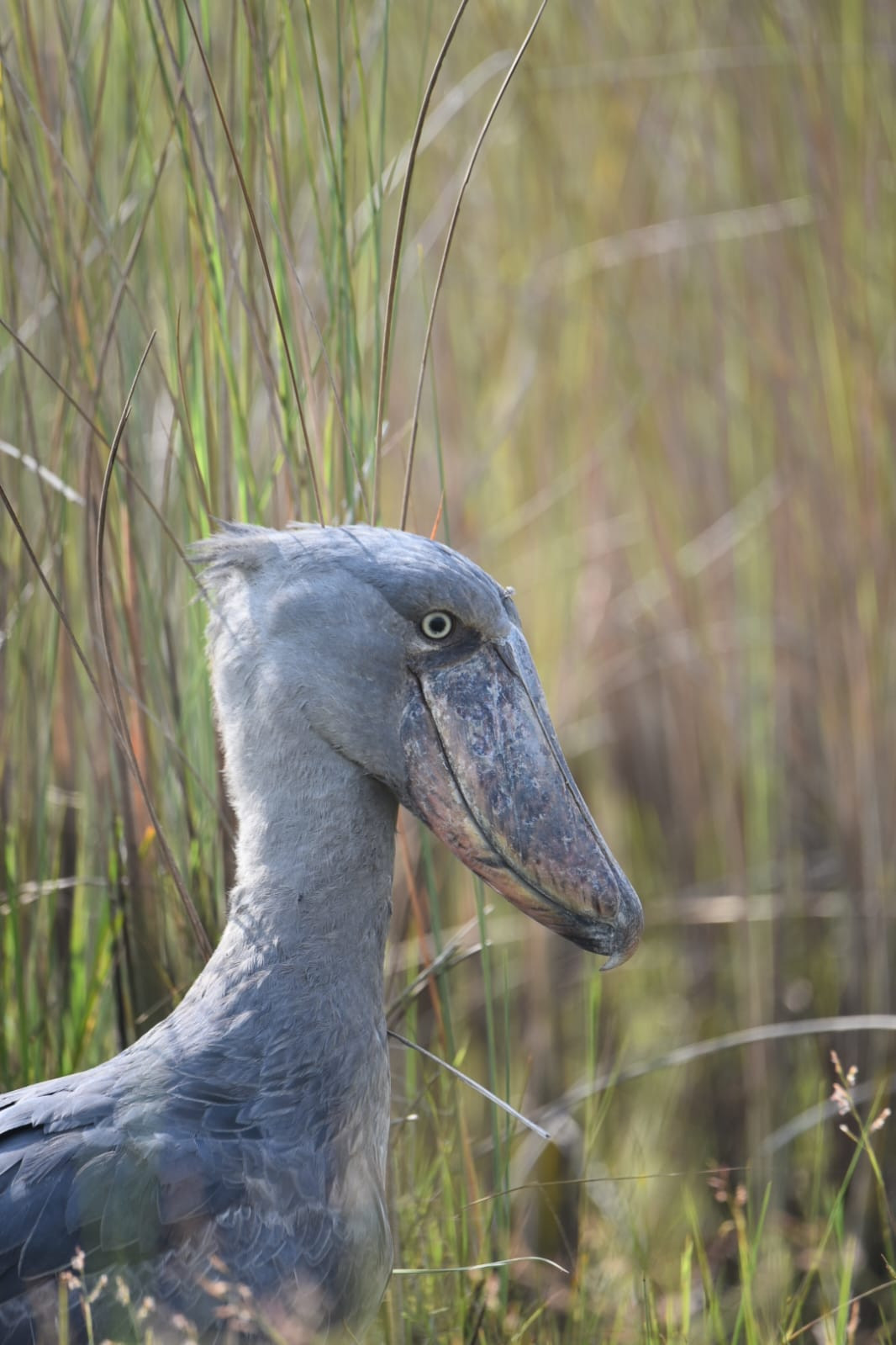 Mabamba Swamp | Birdingplaces
