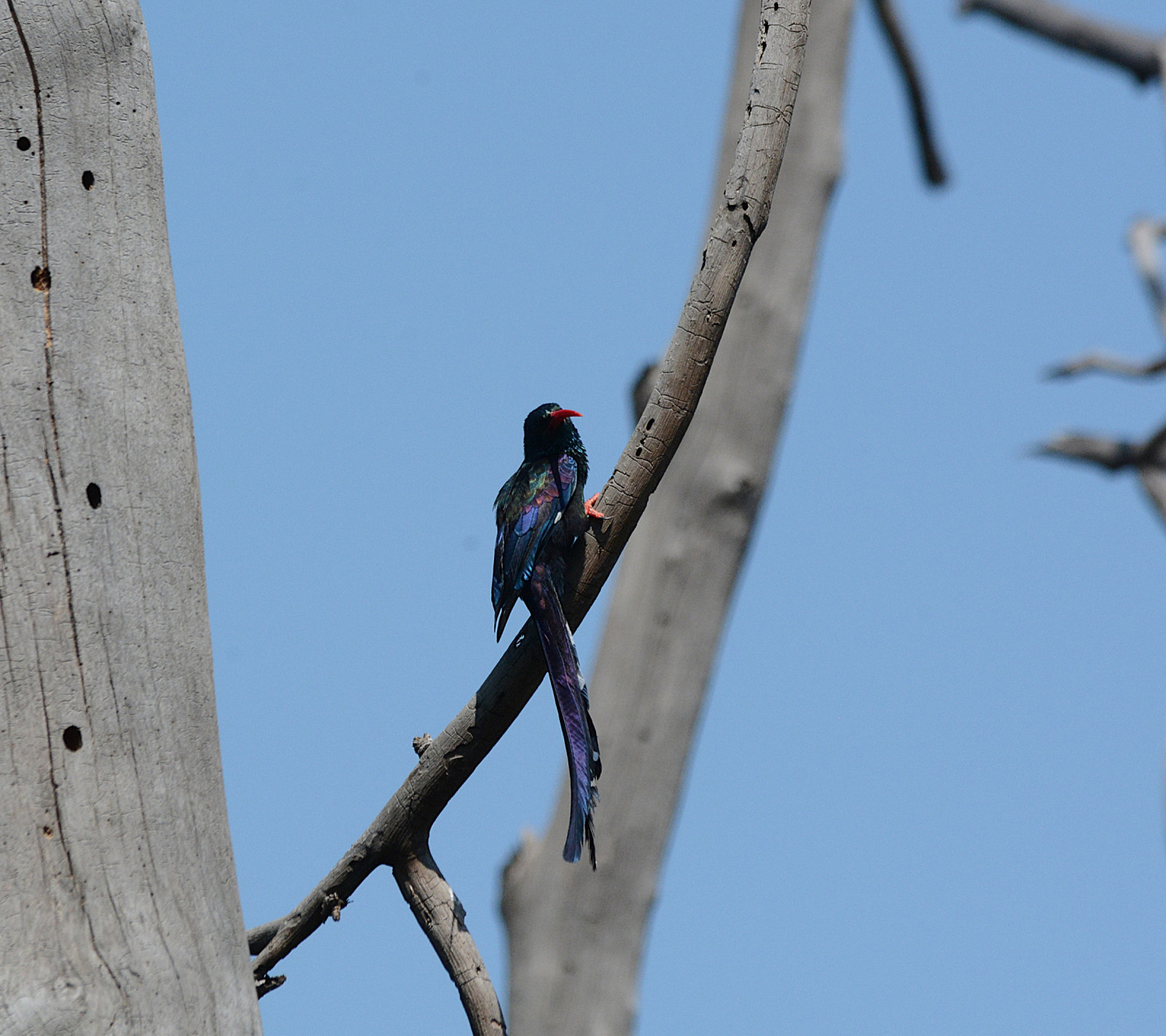 Soysambu Conservancy | Birdingplaces