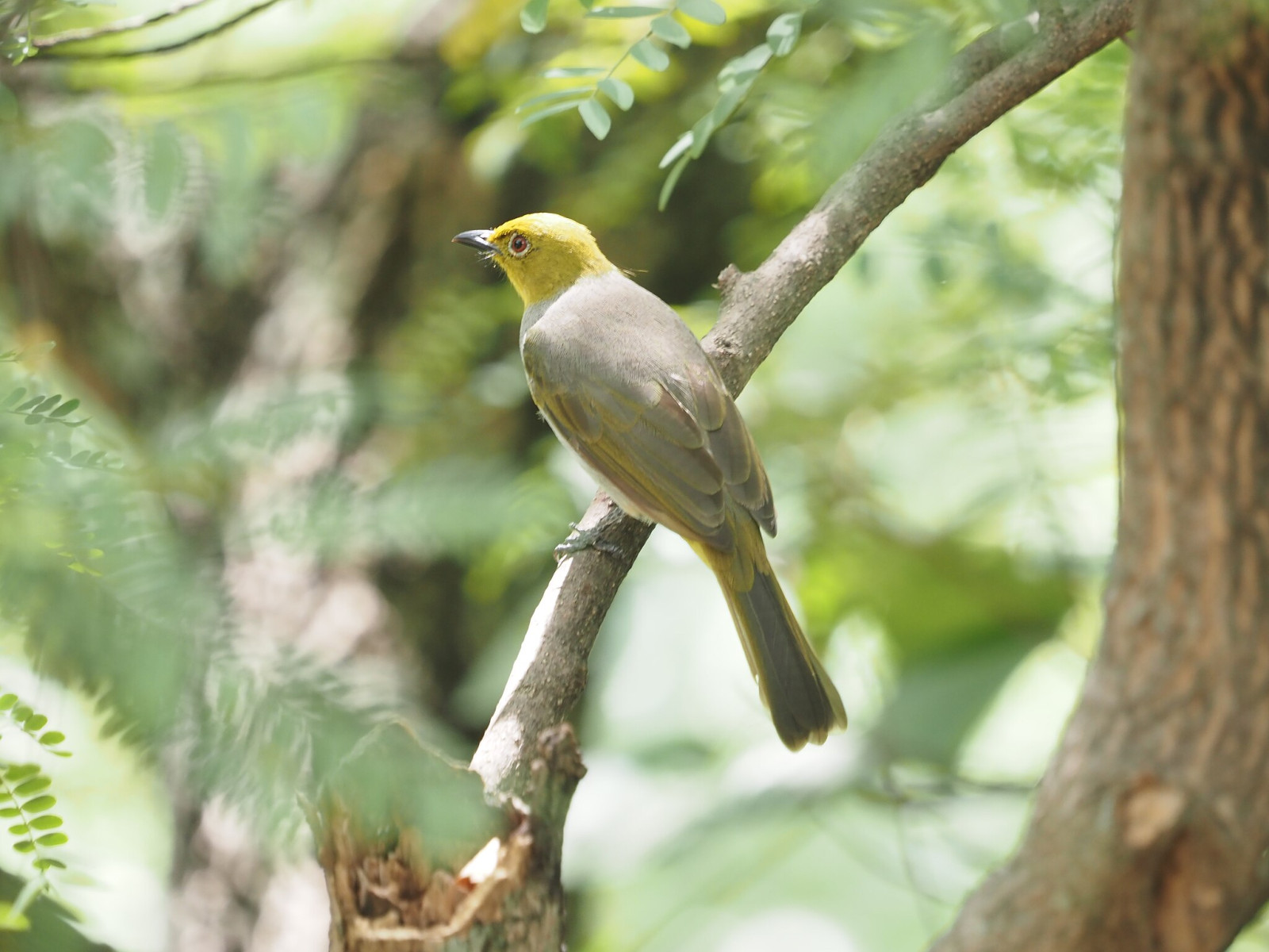 Uma Maheswaram | Birdingplaces