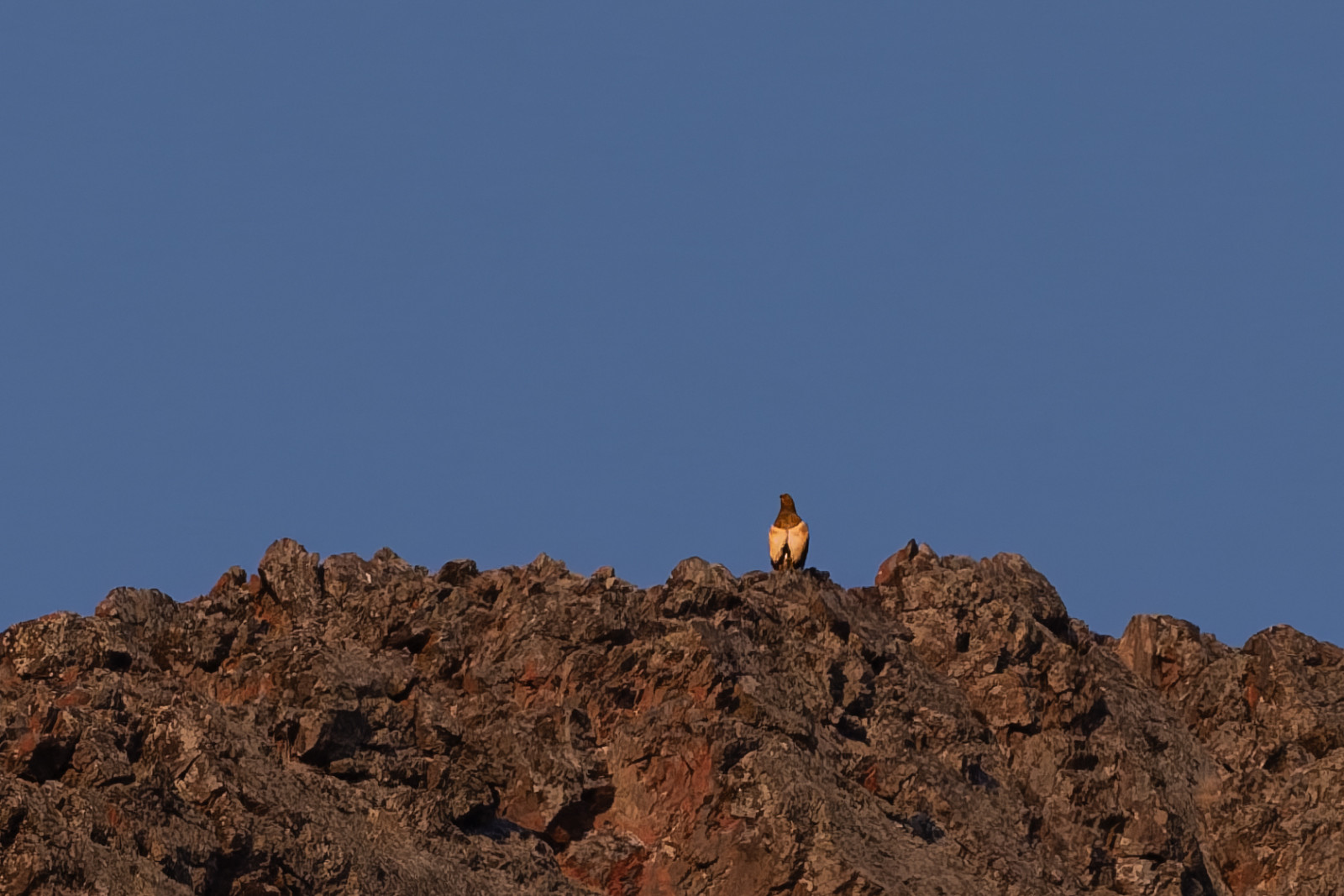 Altai Snowcock (Tetraogallus altaicus) | Birdingplaces