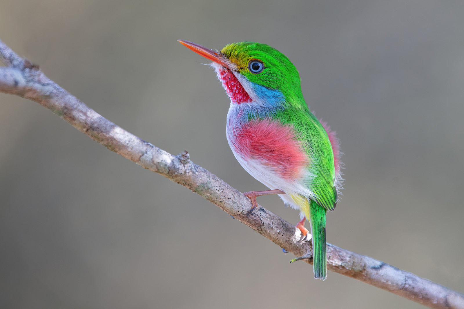 Cuban Tody (Todus multicolor) | Birdingplaces