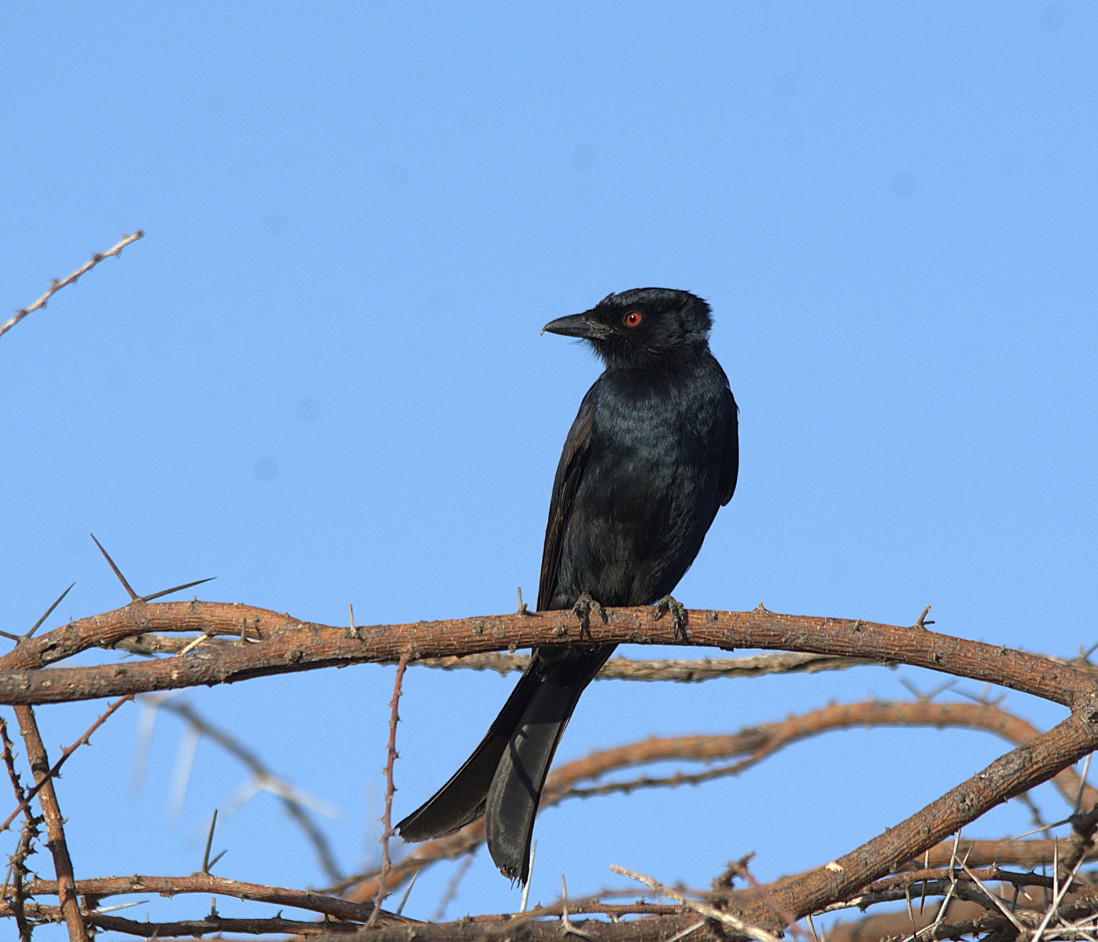 Samburu National Reserve | Birdingplaces