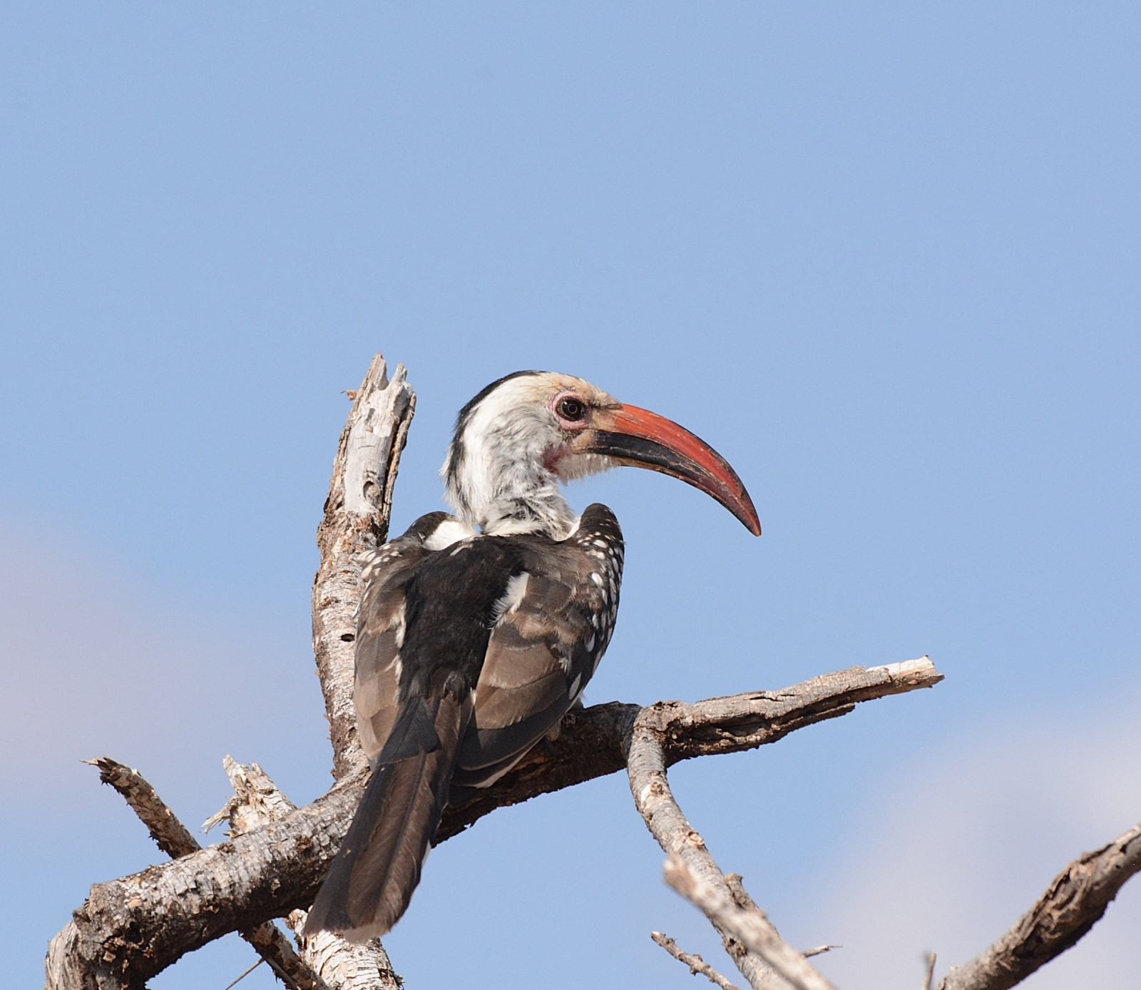 Jackson's Hornbill (Tockus jacksoni) | Birdingplaces