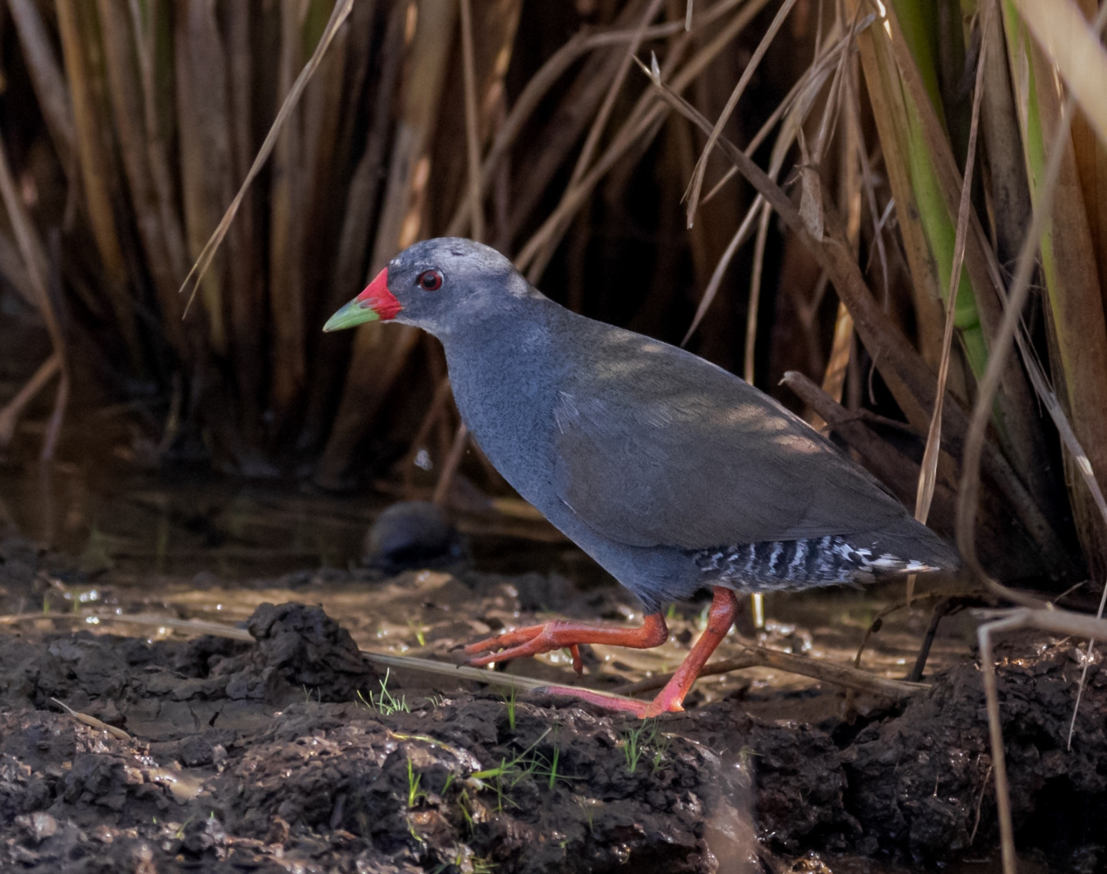 Paint-billed Crake (Mustelirallus erythrops) | Birdingplaces